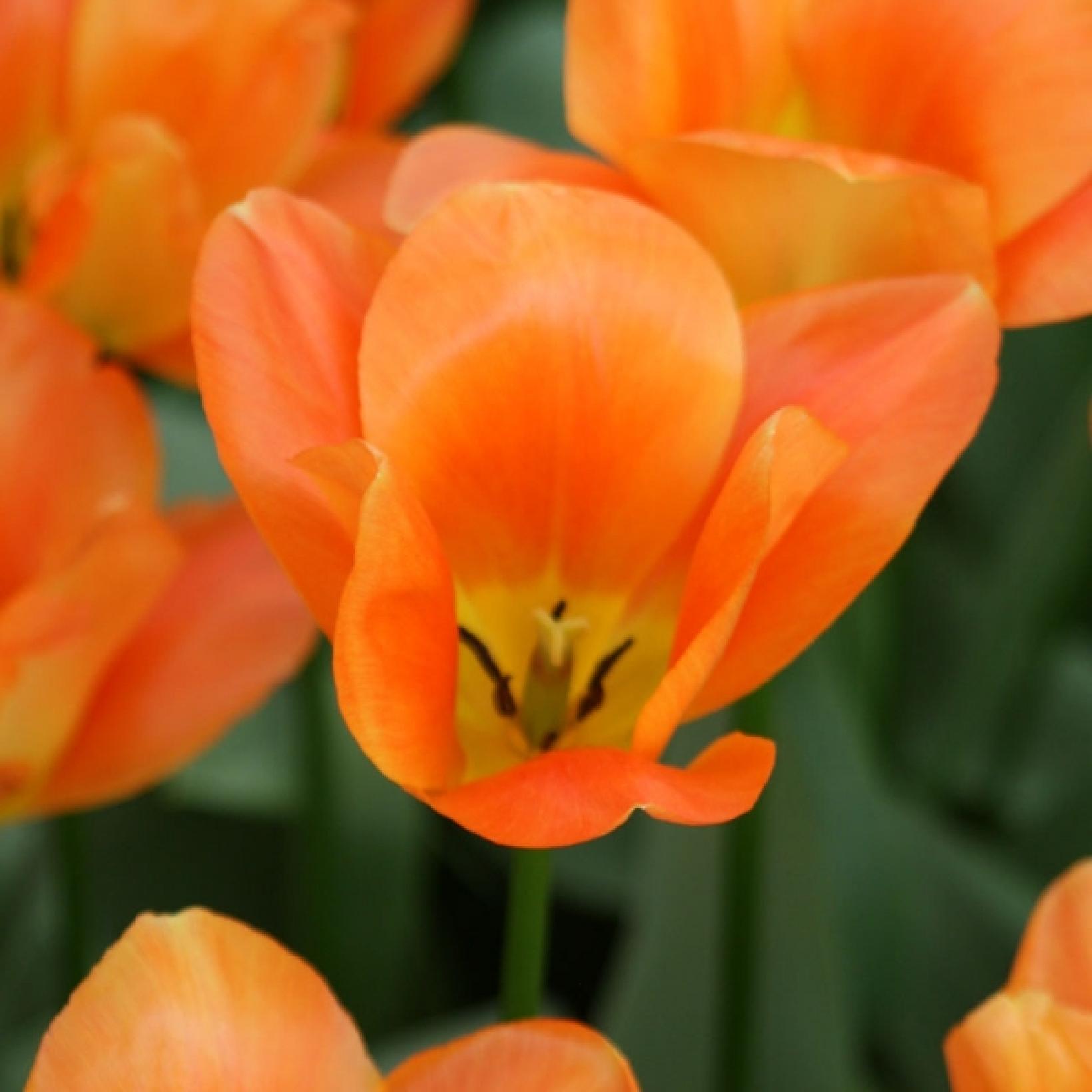 Tulipe fosteriana Orange Emperor - Bulbe - Des fleurs en coupes évasées ...