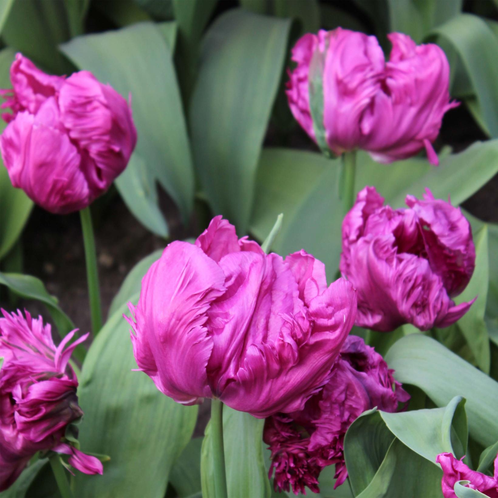 Tulipe perroquet Parrot Prince - Tulipa - Bulbe à fleurs pourpre mauve ...