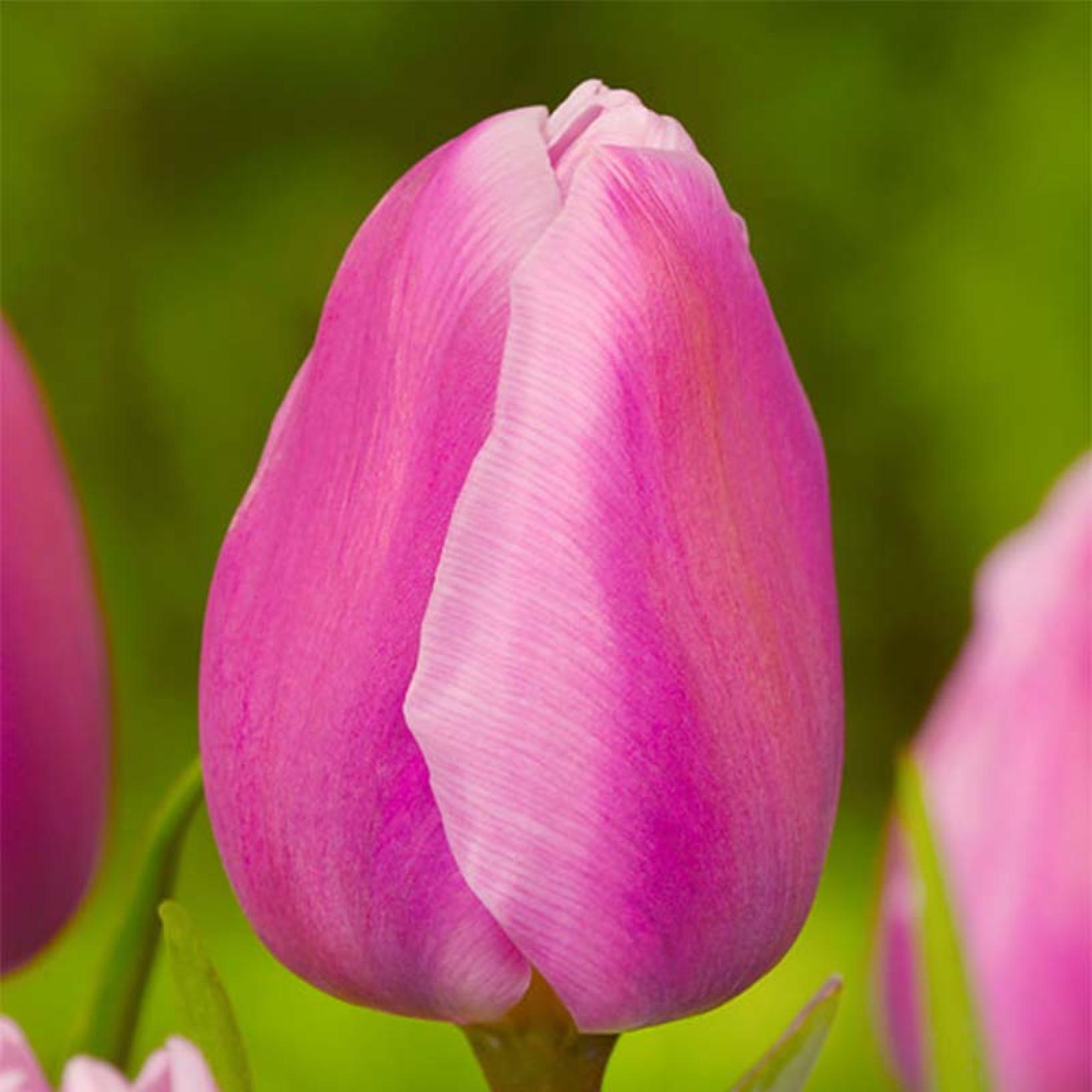 Tulipe simple hâtive Aafke - Bulbe - Des fleurs rose mauve bordées de ...