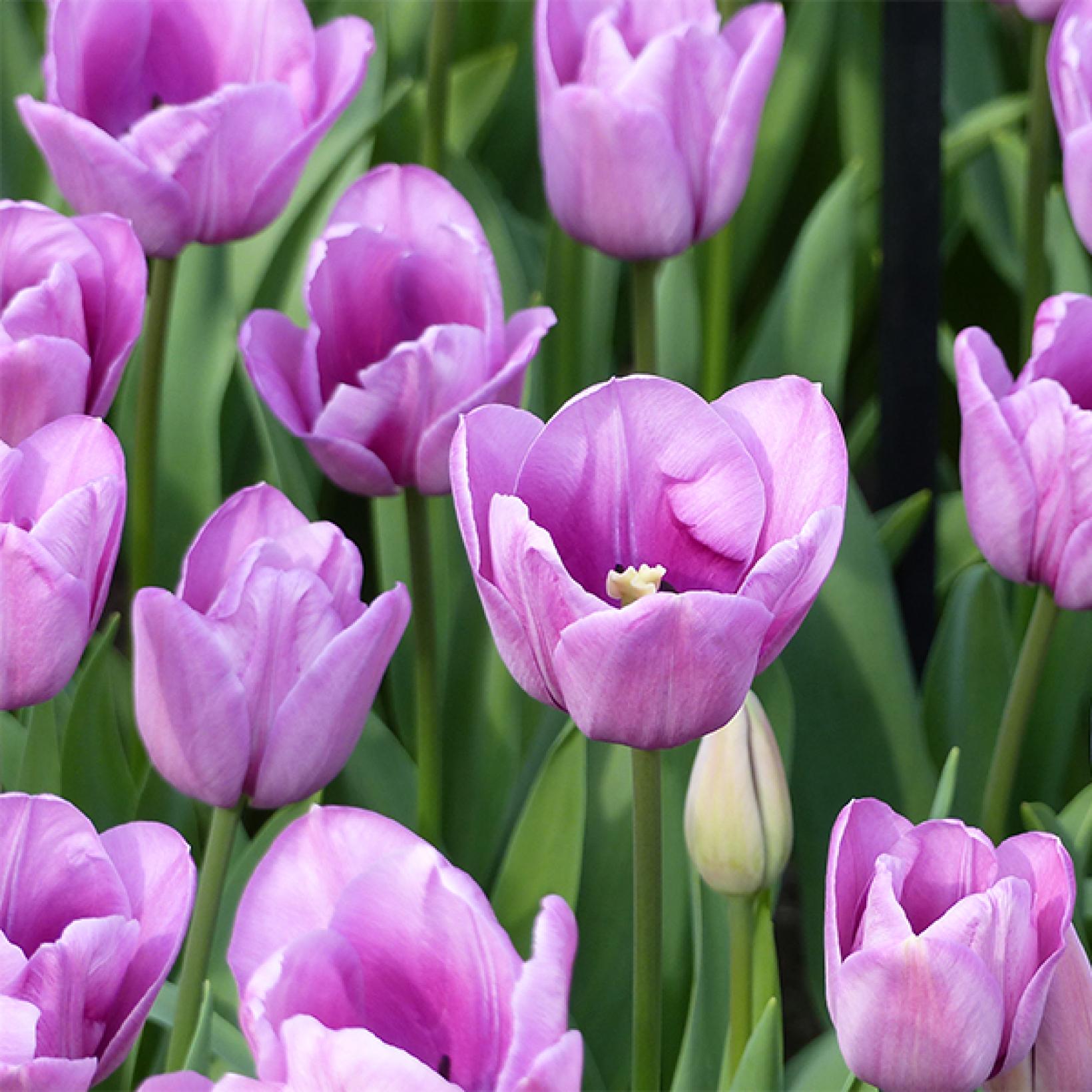Tulipe simple tardive Violet Beauty - Bulbe - De jolies fleurs mauves