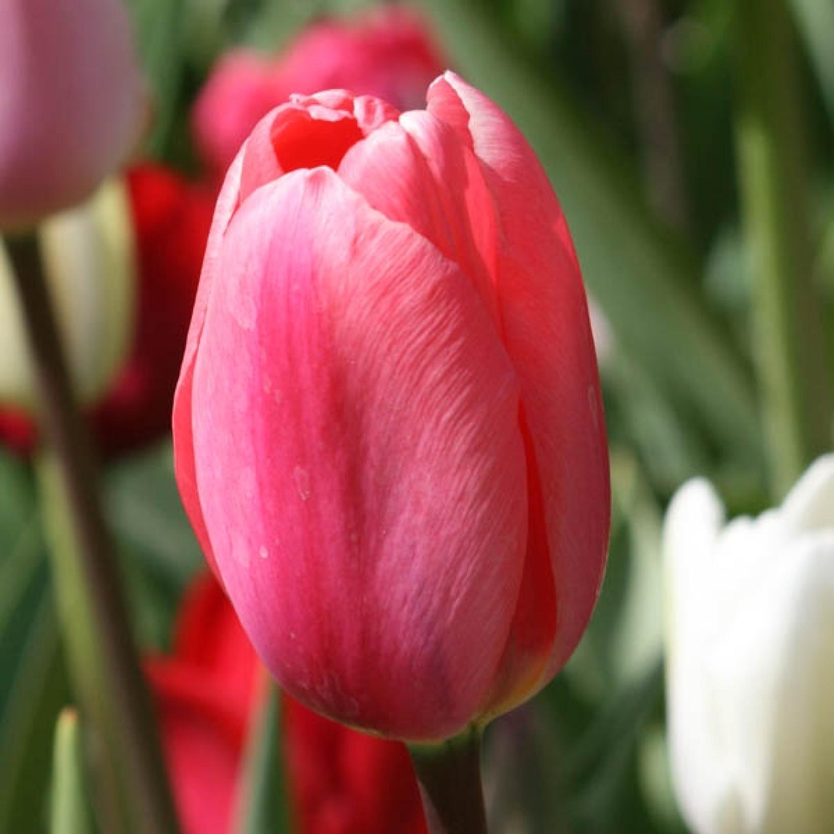 Tulipe Triomphe Spryng - Bulbe - Variété haute à fleur rose intense