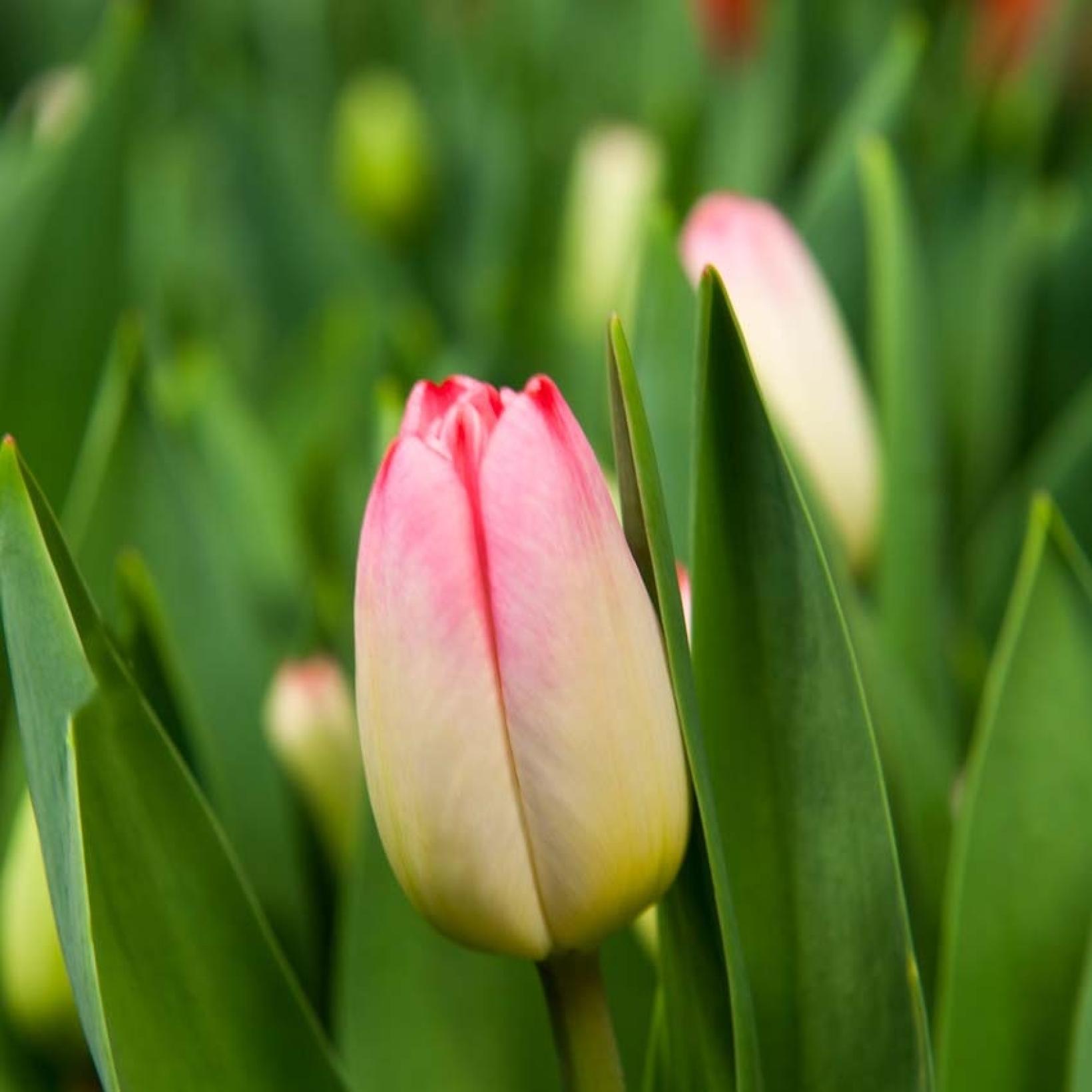 Tulipe Triomphe Supermodel - Bulbe aux fleurs blanc panaché de rose