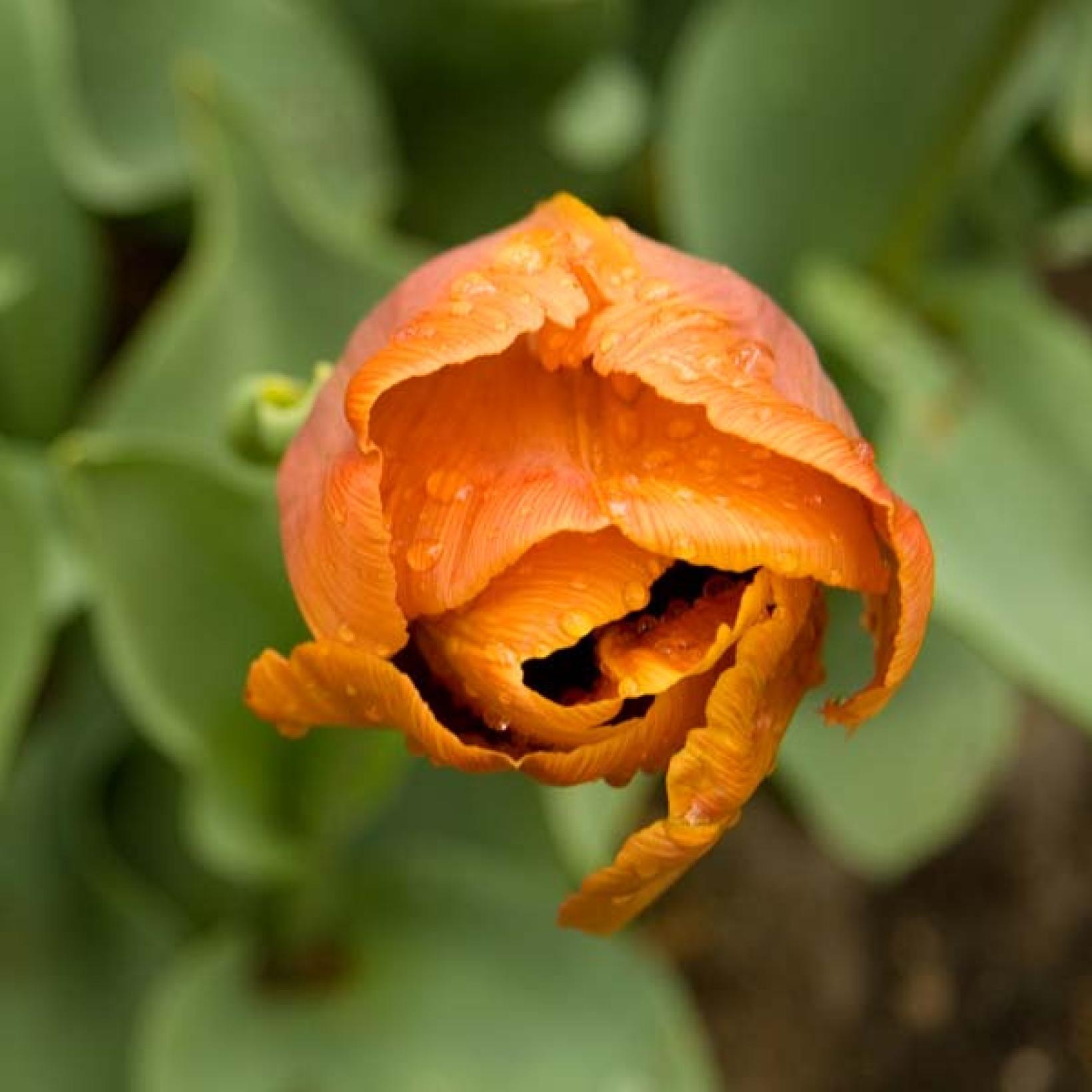 Tulipe Triomphe Cairo - Bulbe - Des fleurs orange cuivré