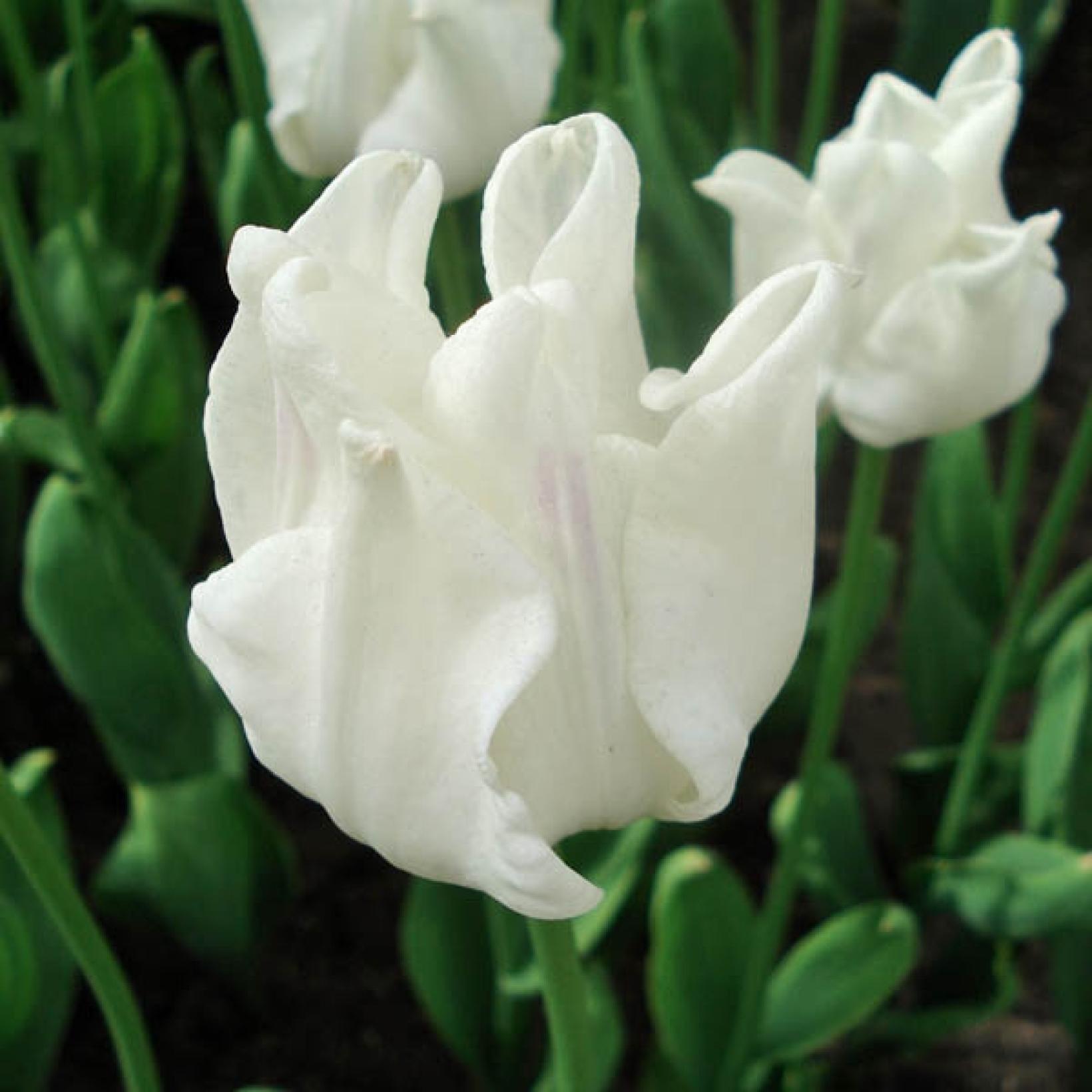 Tulipe Triomphe White Liberstar - Bulbe - D'originales fleurs blanche ondulées