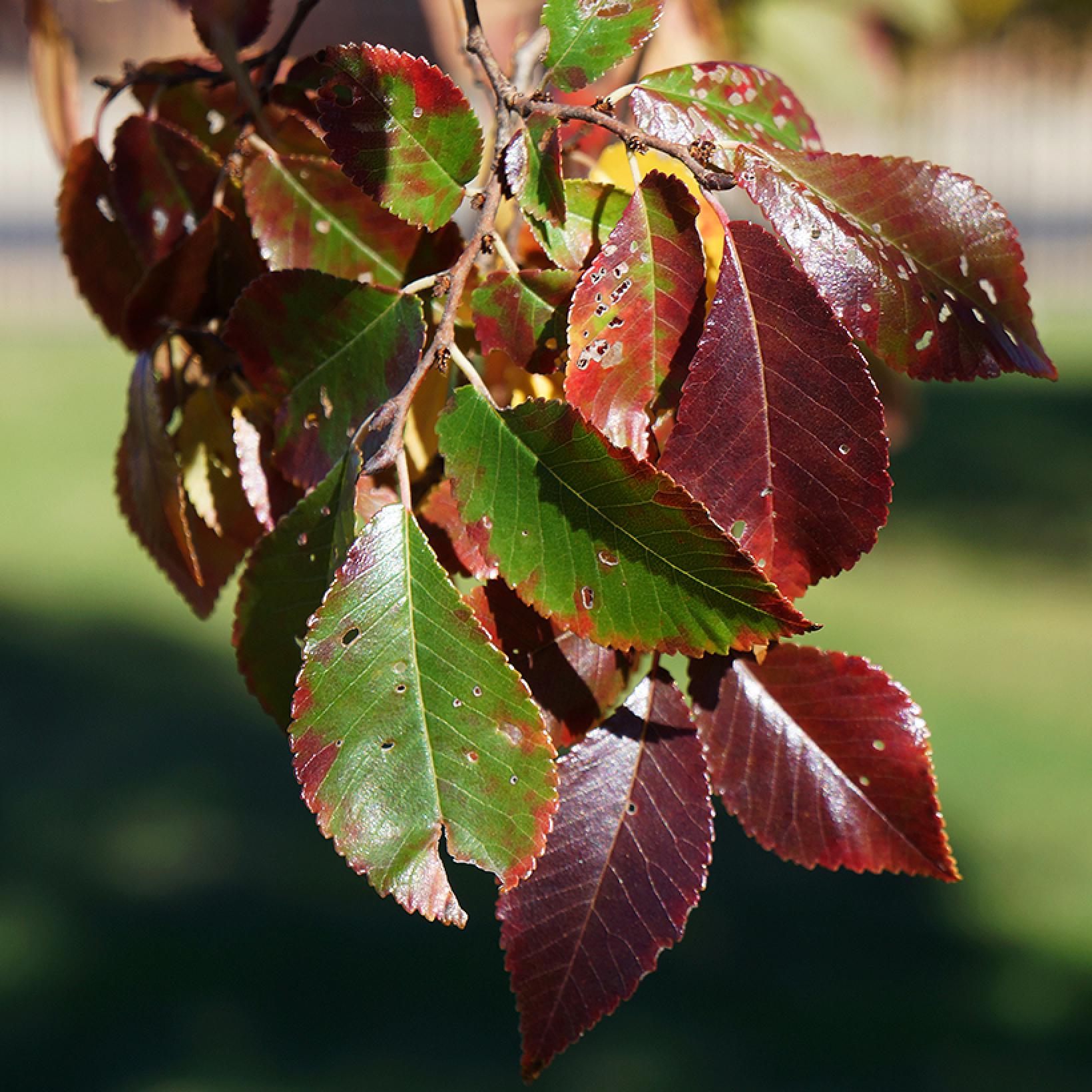 Ulmus Frontier - Orme hybride résistant aux maladies, feuillage ...