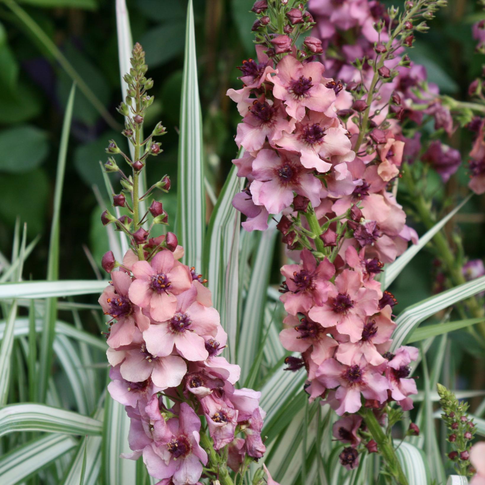 Verbascum Southern Charm - Molène - Une grande vivace à ravissantes ...