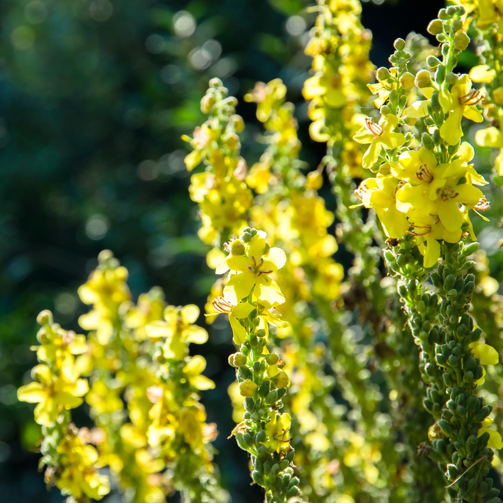 Verbascum Olympicum Molène D Olympe Vivace à Feuillage Feutré Gris
