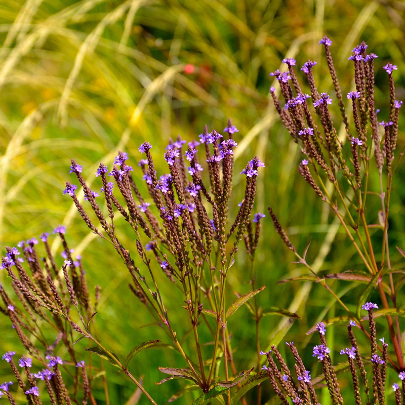 Verbena hastata Blue Spires - Verveine hastée - Grande vivace aux ...