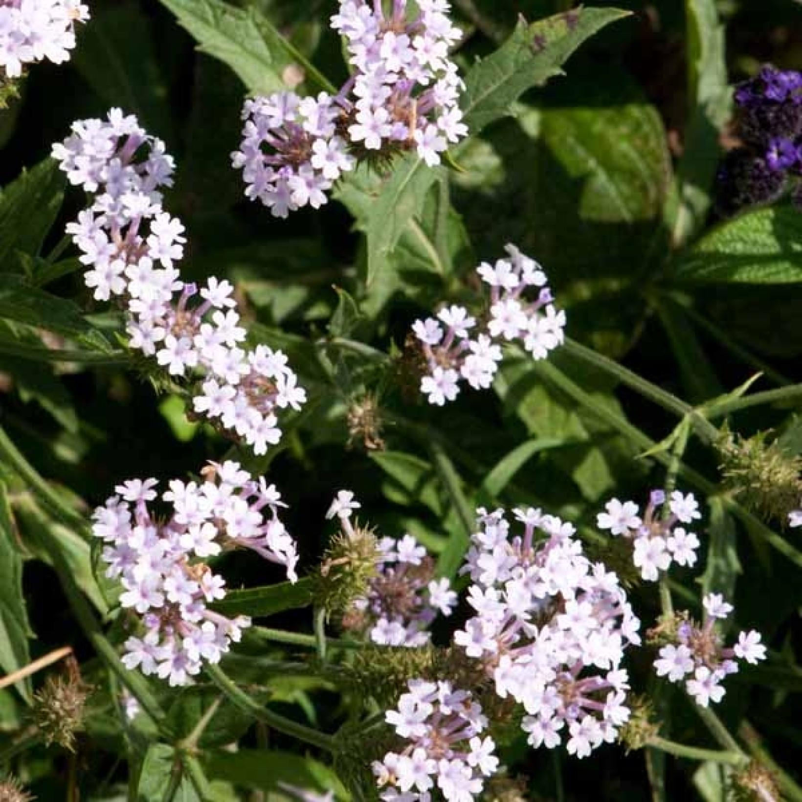 Verbena rigida Polaris - Une verveine vivace aux élégantes fleurs mauve ...