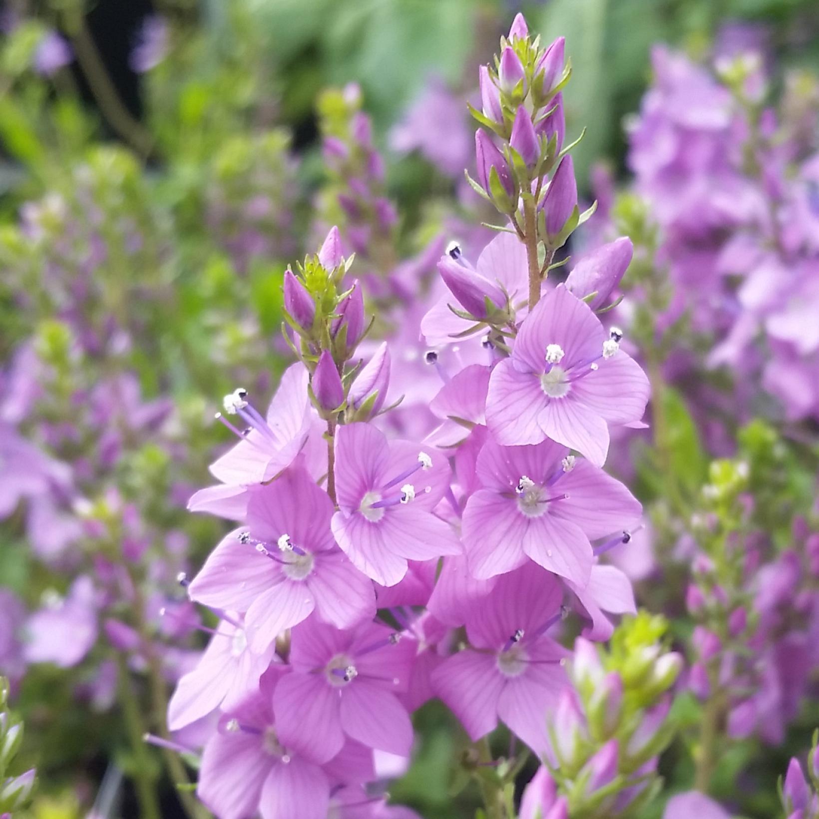 Veronica prostrata Mrs Holt - Véronique prostrée rose