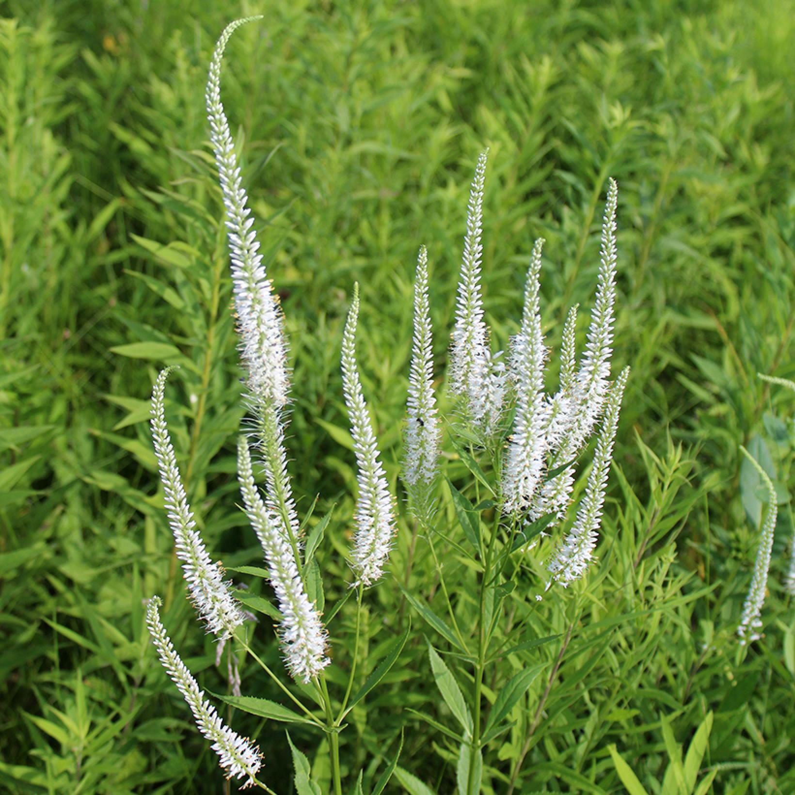 Veronicastrum virginicum Diana - Véronique - Grande vivace d'été aux ...