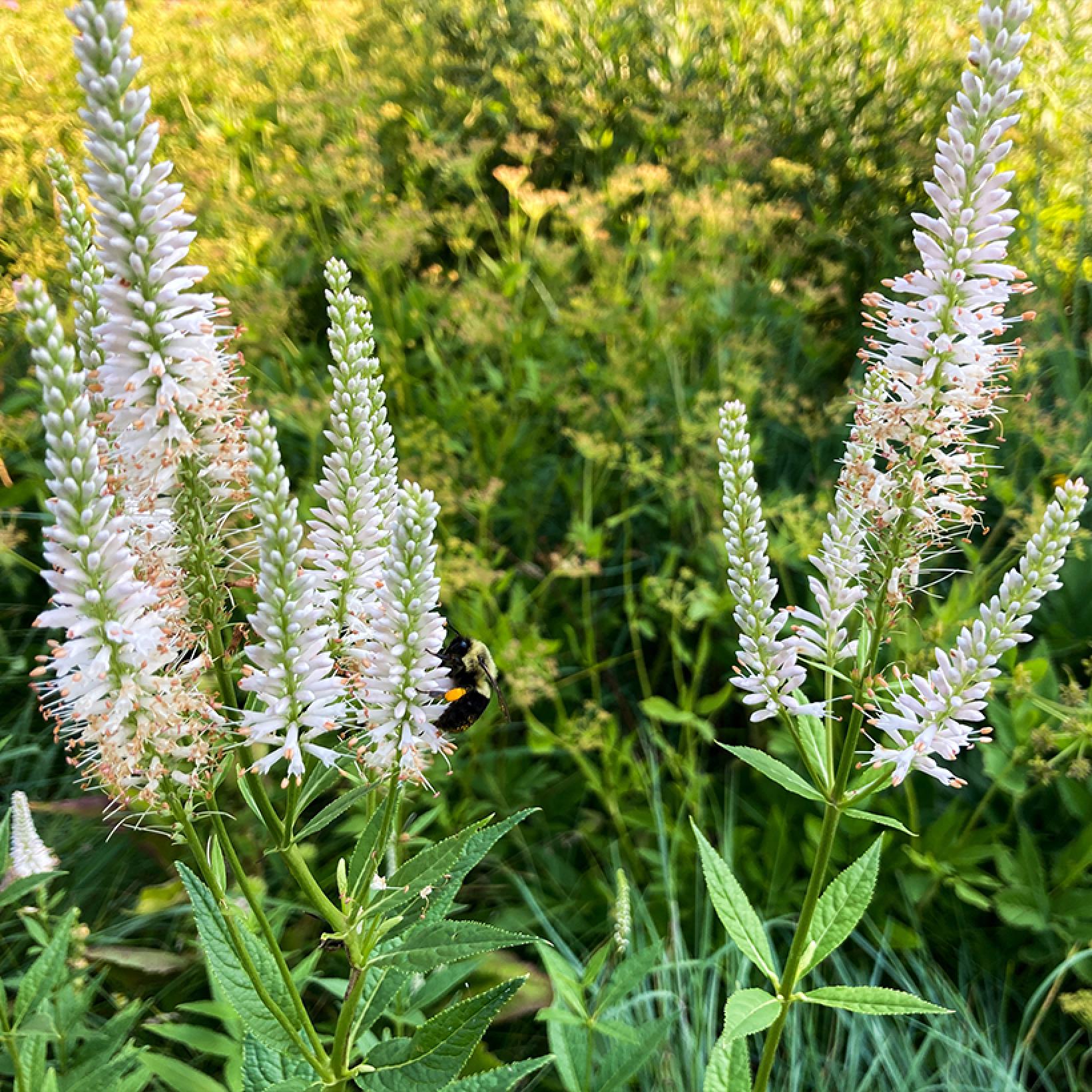Veronicastrum virginicum Diana - Véronique - Grande vivace d'été aux ...