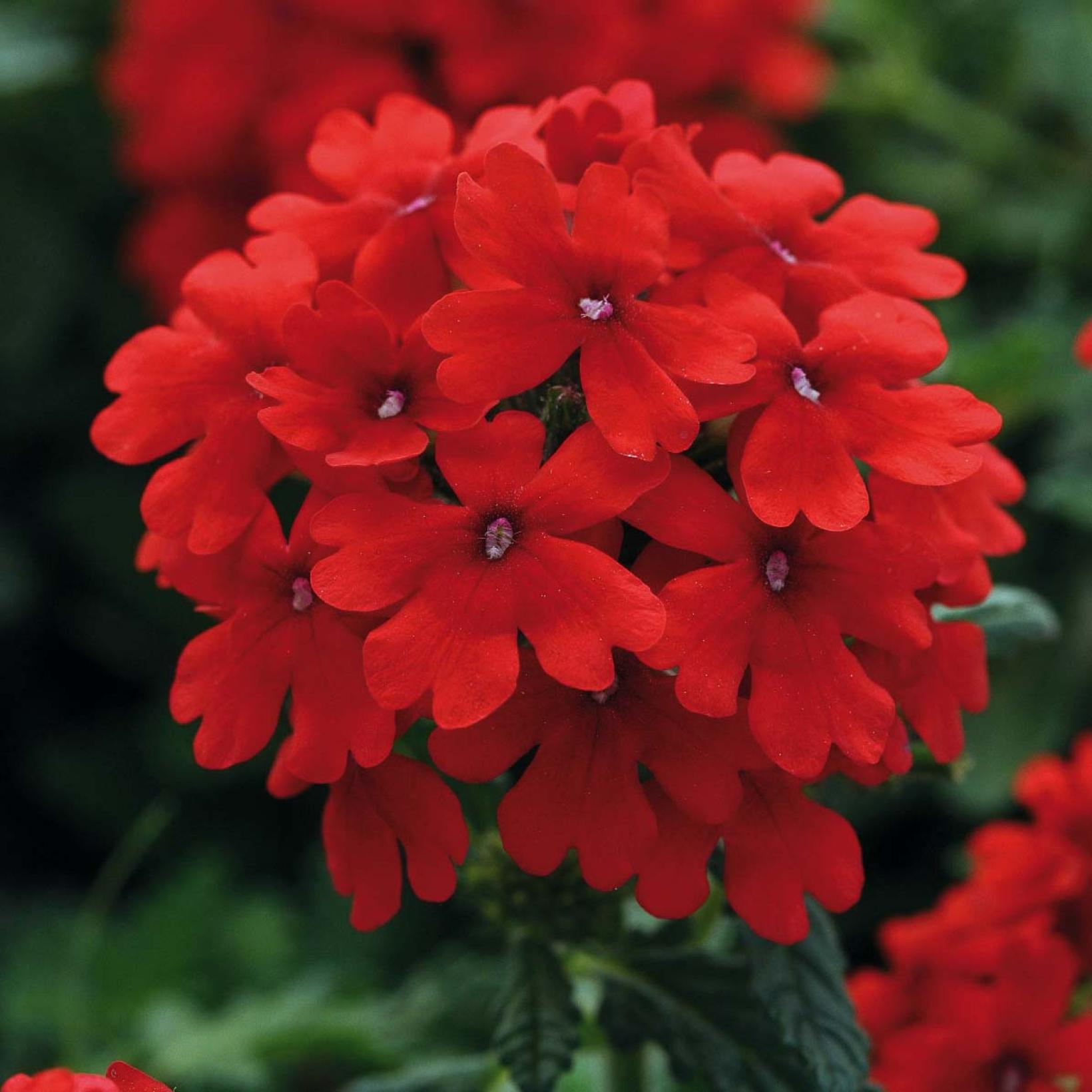 Verveine Endurascape Lava Red - Verveine rouge vif résistante et ...