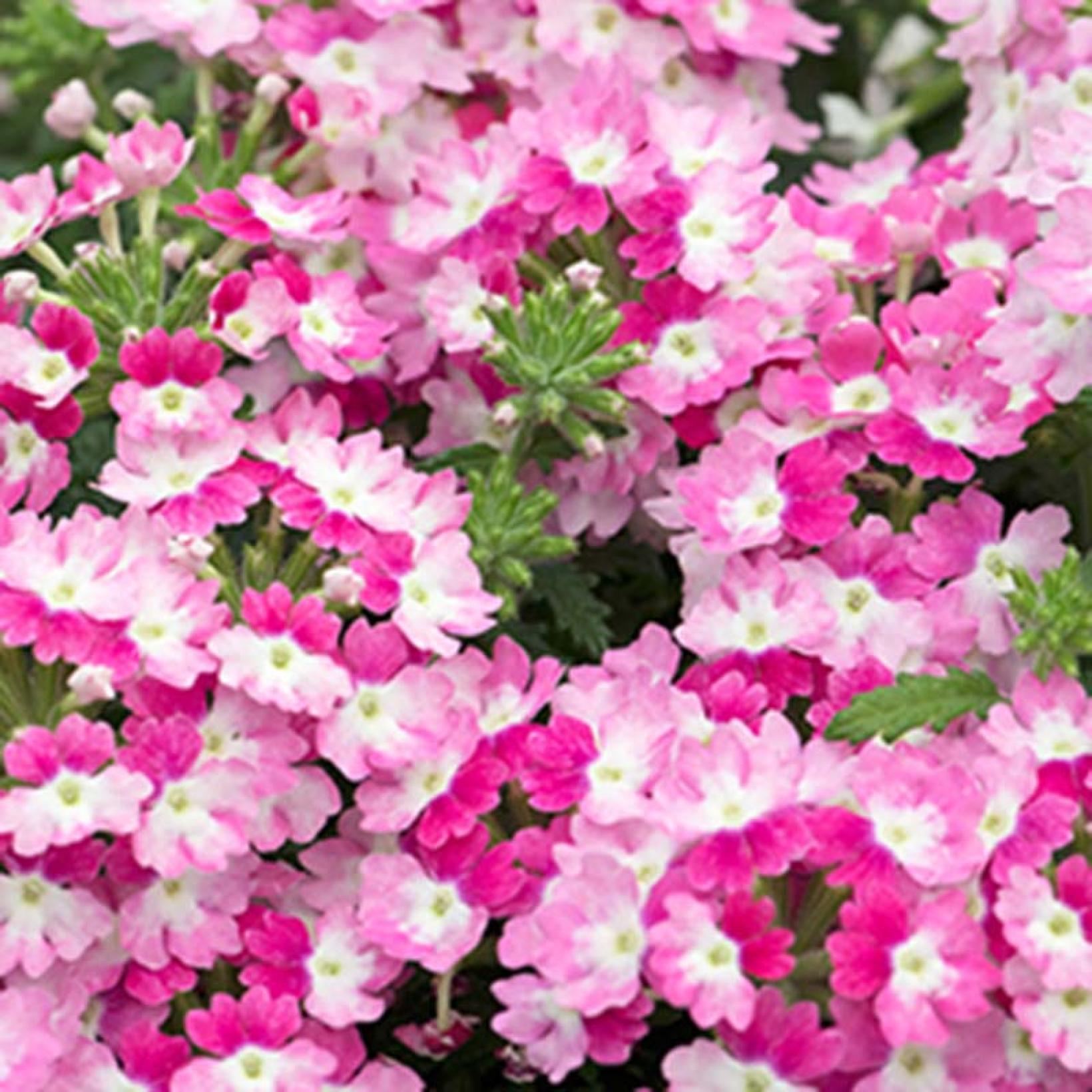 Verbena Virgo Candy Cane - Verveine des jardins rose, blanche et rouge ...