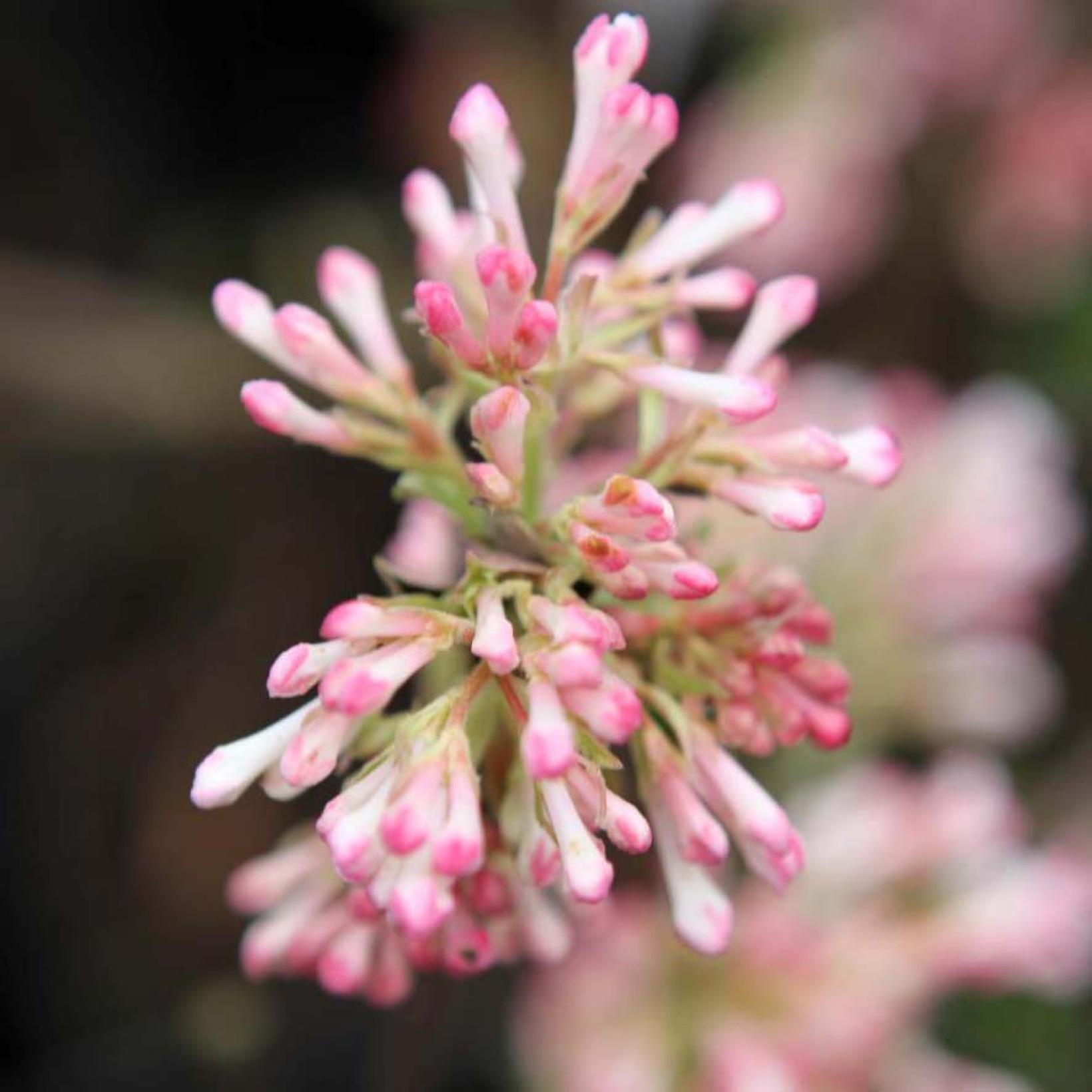 Viburnum bodnantense Charles Lamont - Viorne à floraison hivernale rose
