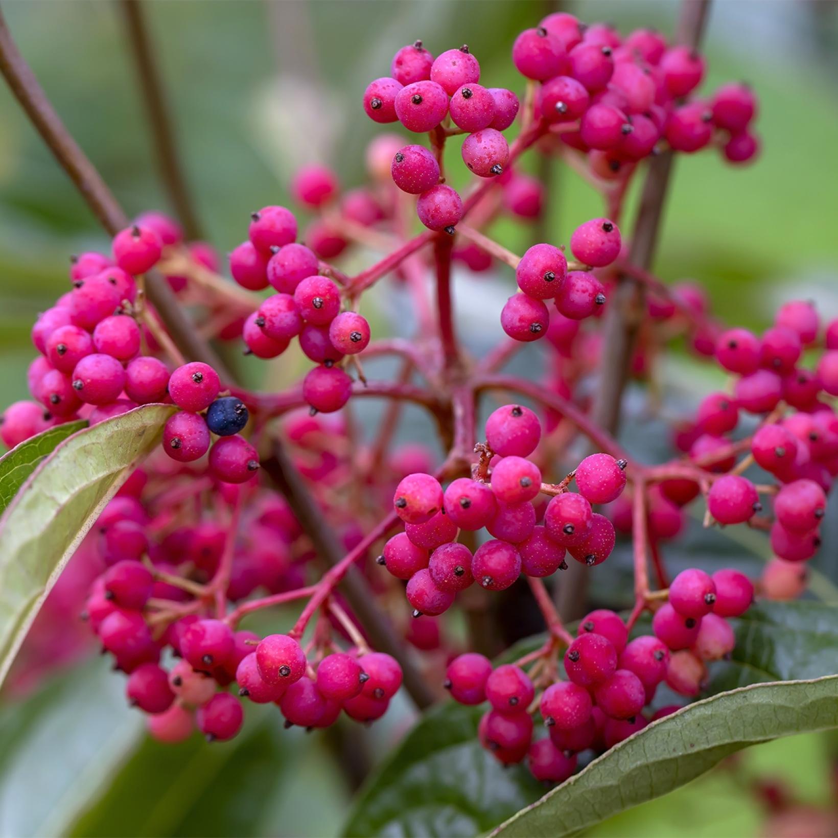 Viburnum nudum Brandywine - Viorne à fruits décoratifs et coloration ...