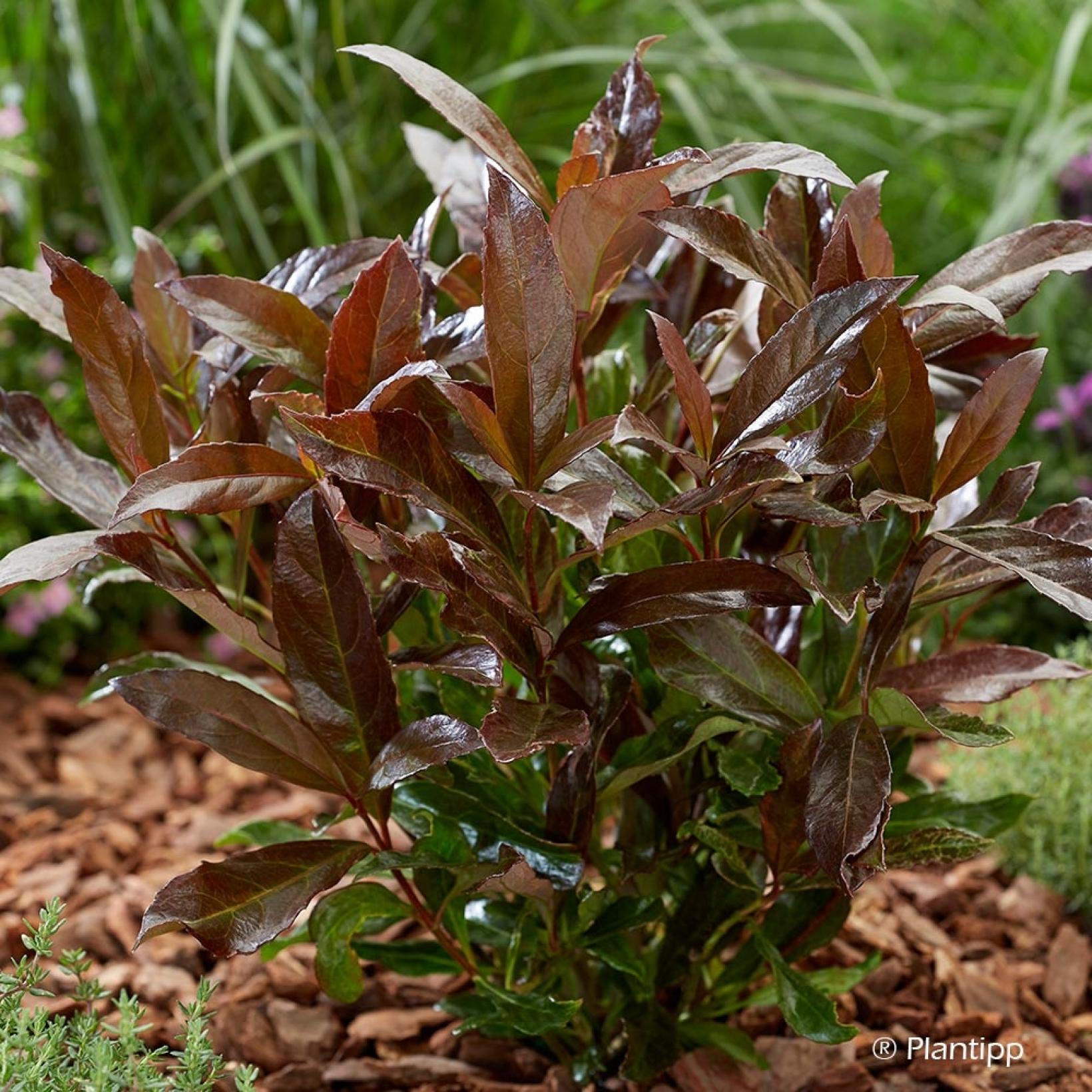 Viburnum odoratissimum Coppertop - un arbuste parfumé et persistant ...