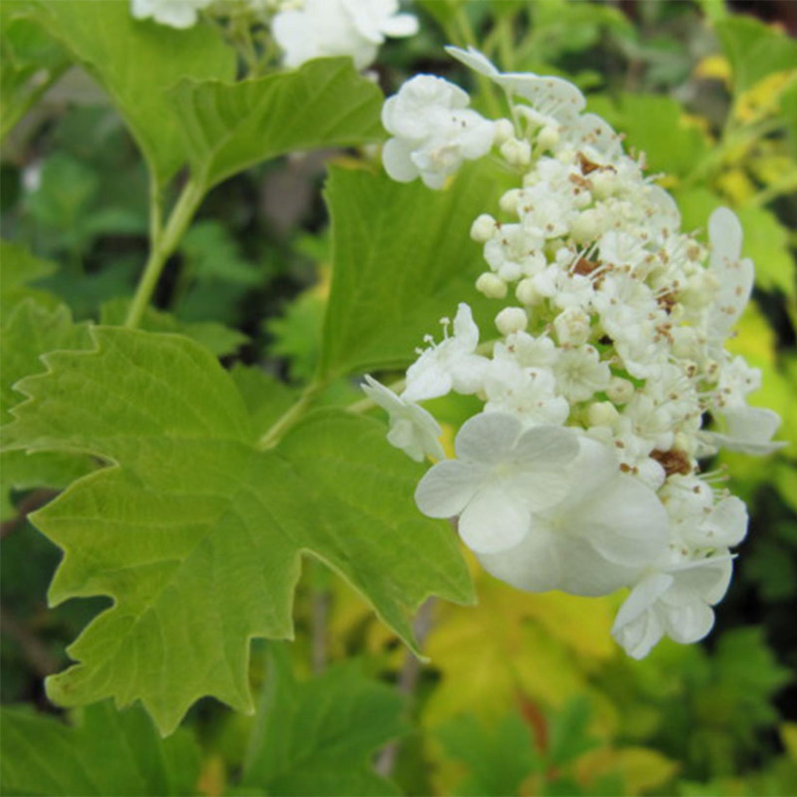 Viburnum opulus Xanthocarpum - Viorne obier caduc à fruits jaunes