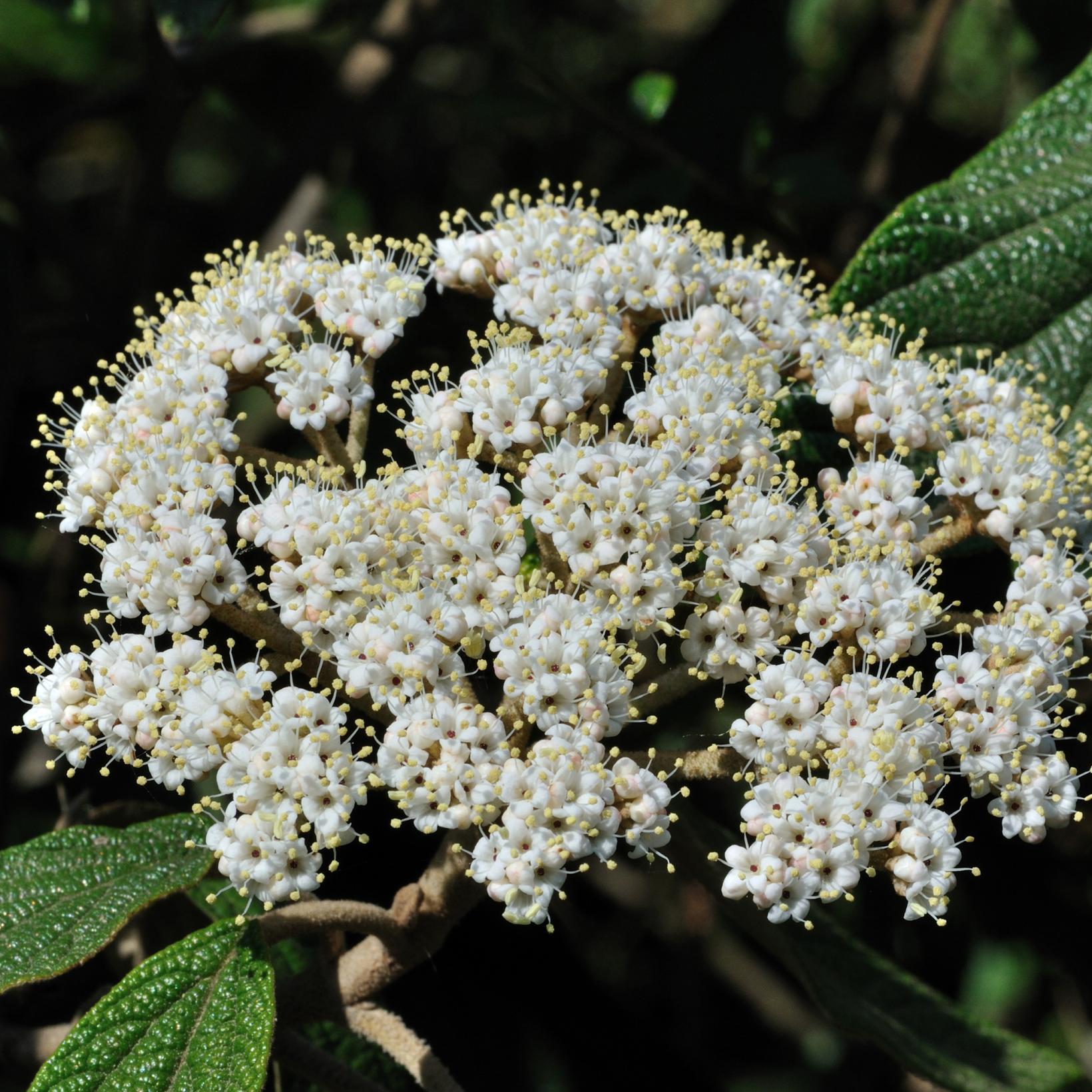 Viburnum rhytidophyllum - Viorne à feuilles ridées à corymbes crème