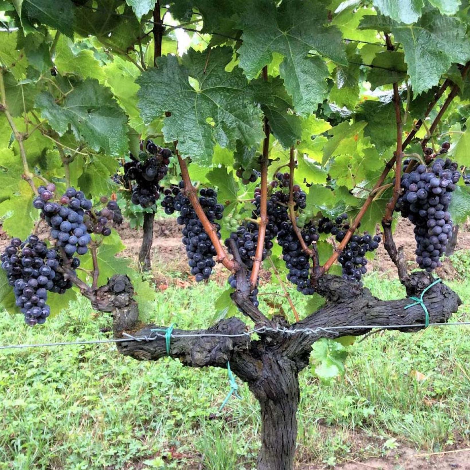 Vigne Merlot - Variété incontournable à grappes à peau bleu-noir