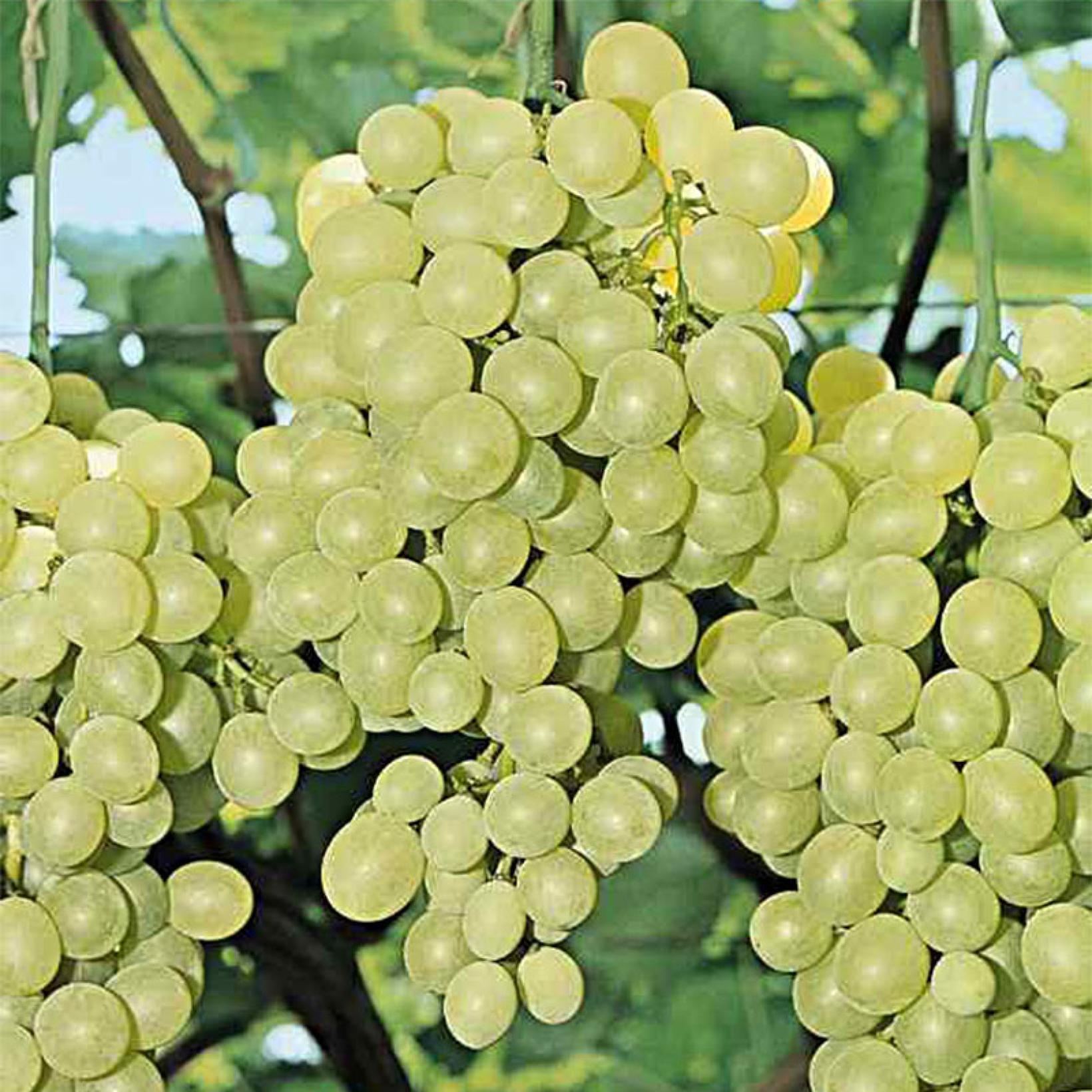 Vigne Perlette® - Vitis vinifera – Vigne de table aux baies jaune doré