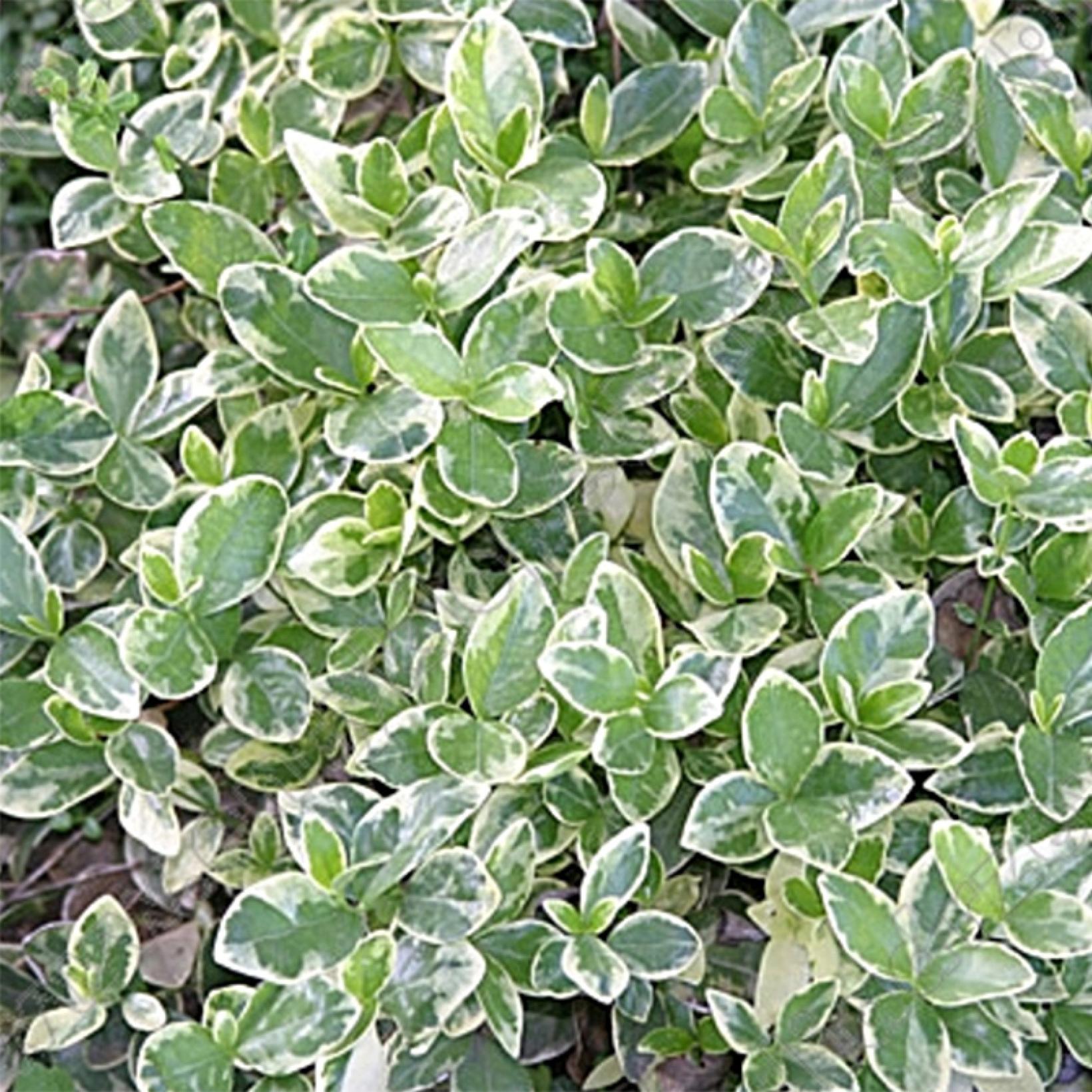 Pervenche - Vinca minor Argenteovariegata - Un joli couvre sol à fleurs ...