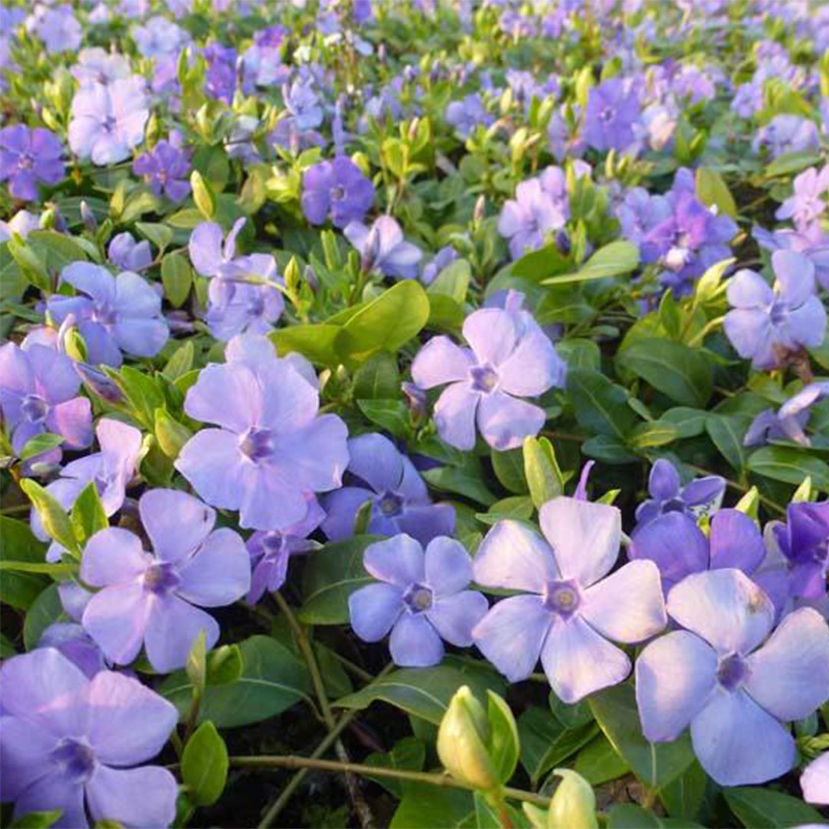 Pervenche - Vinca Minor Flower Power - Couvre sol très florifère à ...