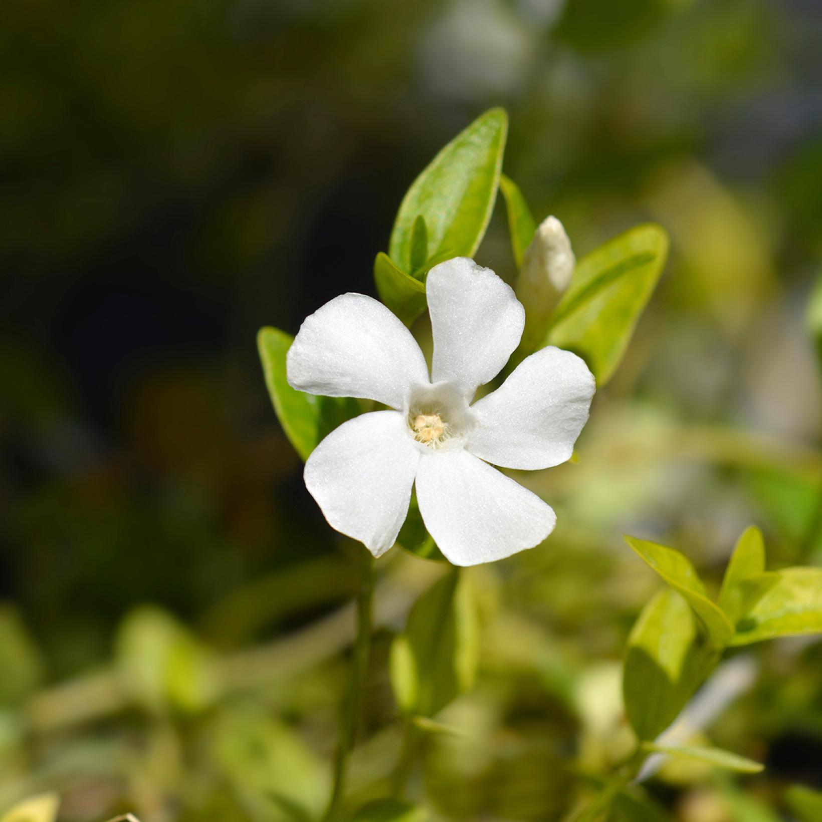 Vinca minor Alba - Petite pervenche couvre-sol persistante aux fleurs ...