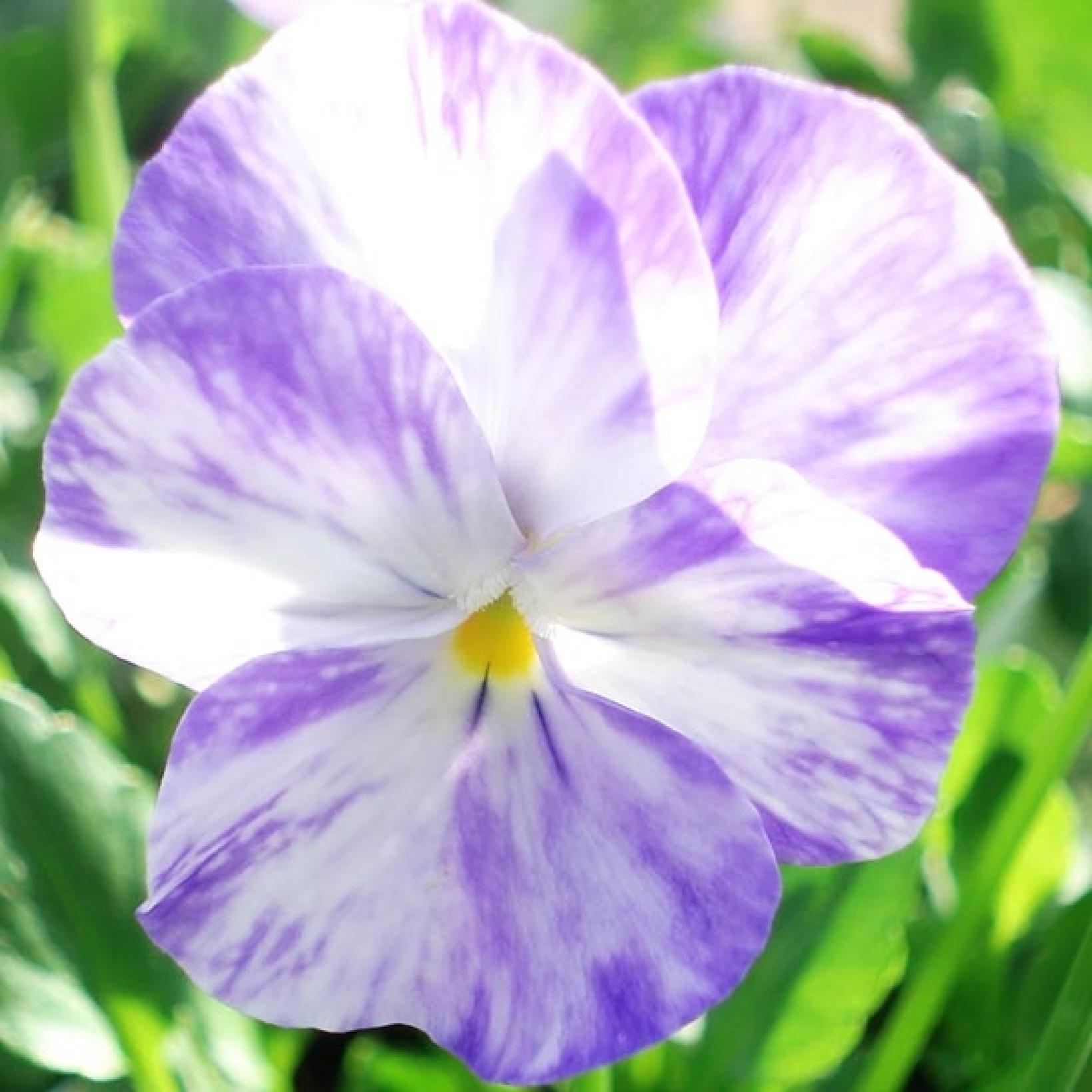 Viola cornuta Columbine - Pensée à Cornes - Tufted Pansy - Vivace ...