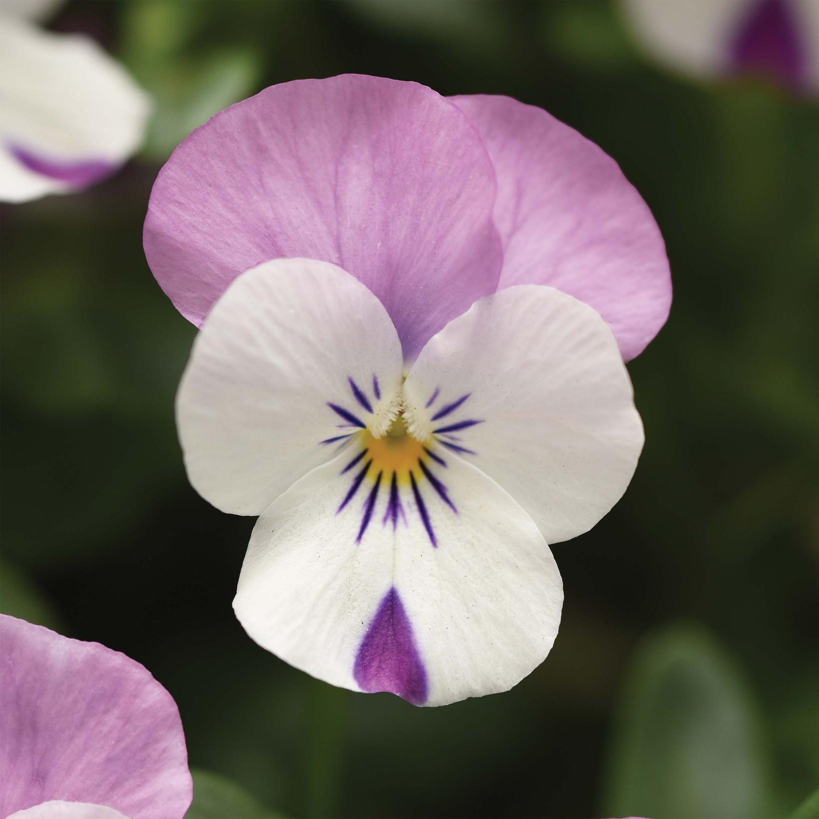 Viola cornuta Sorbet XP Pink Wing - Violette cornue à fleurs bicolores ...