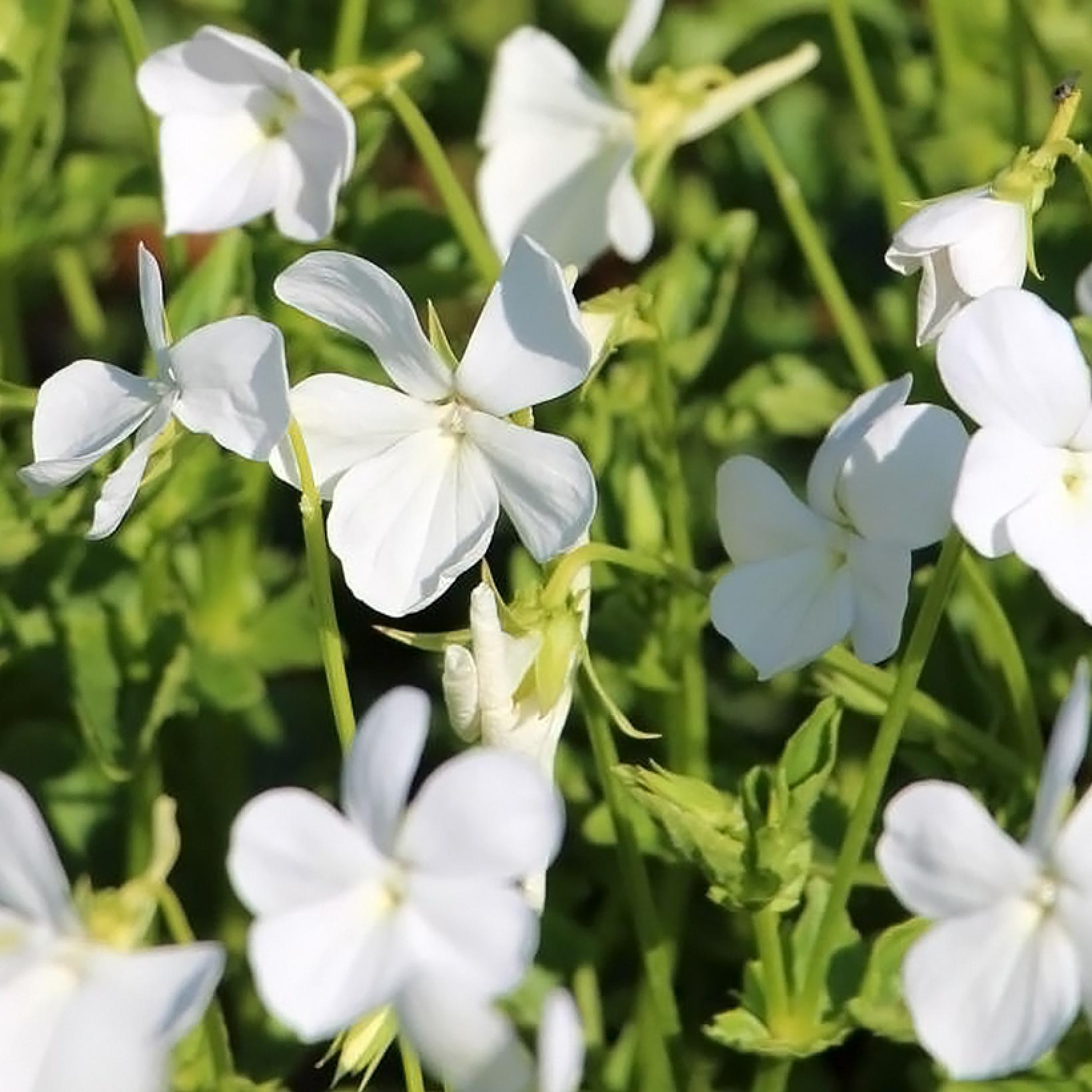 Viola Cornuta Wisley White - Violette à fleurs blanc pur