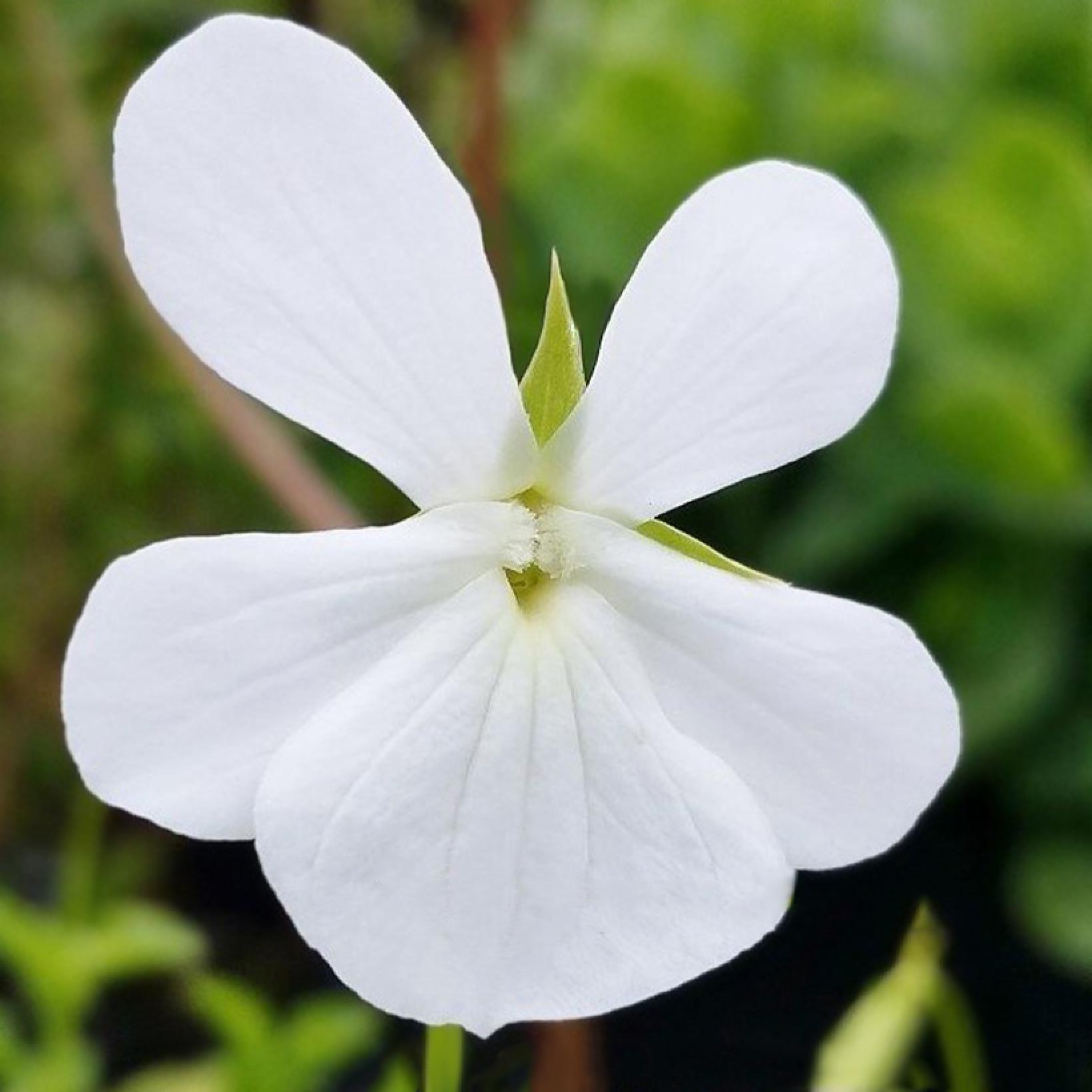 Viola Cornuta Wisley White - Violette à fleurs blanc pur