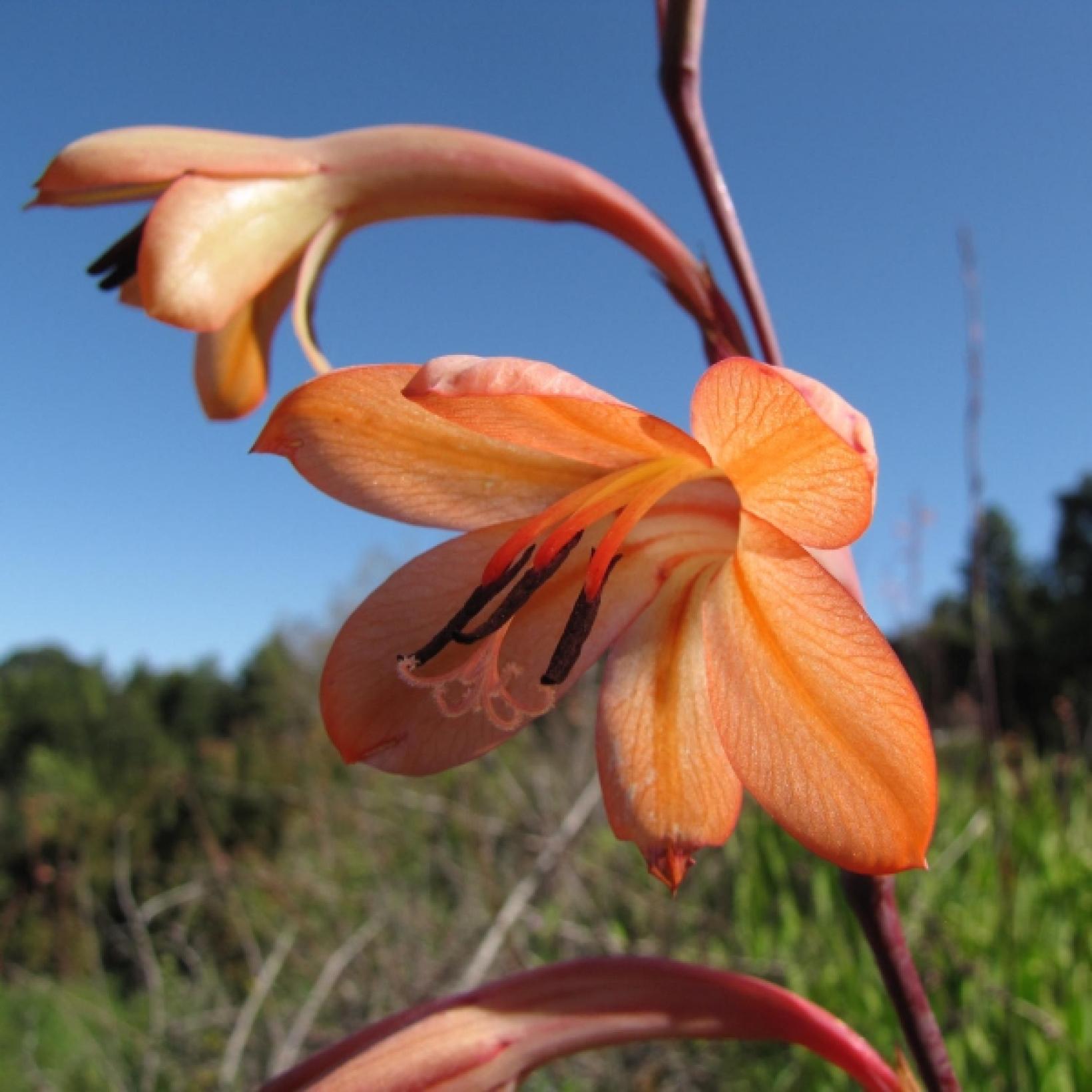 Watsonia meriana - Plante bulbeuse aux inflorescences structurantes