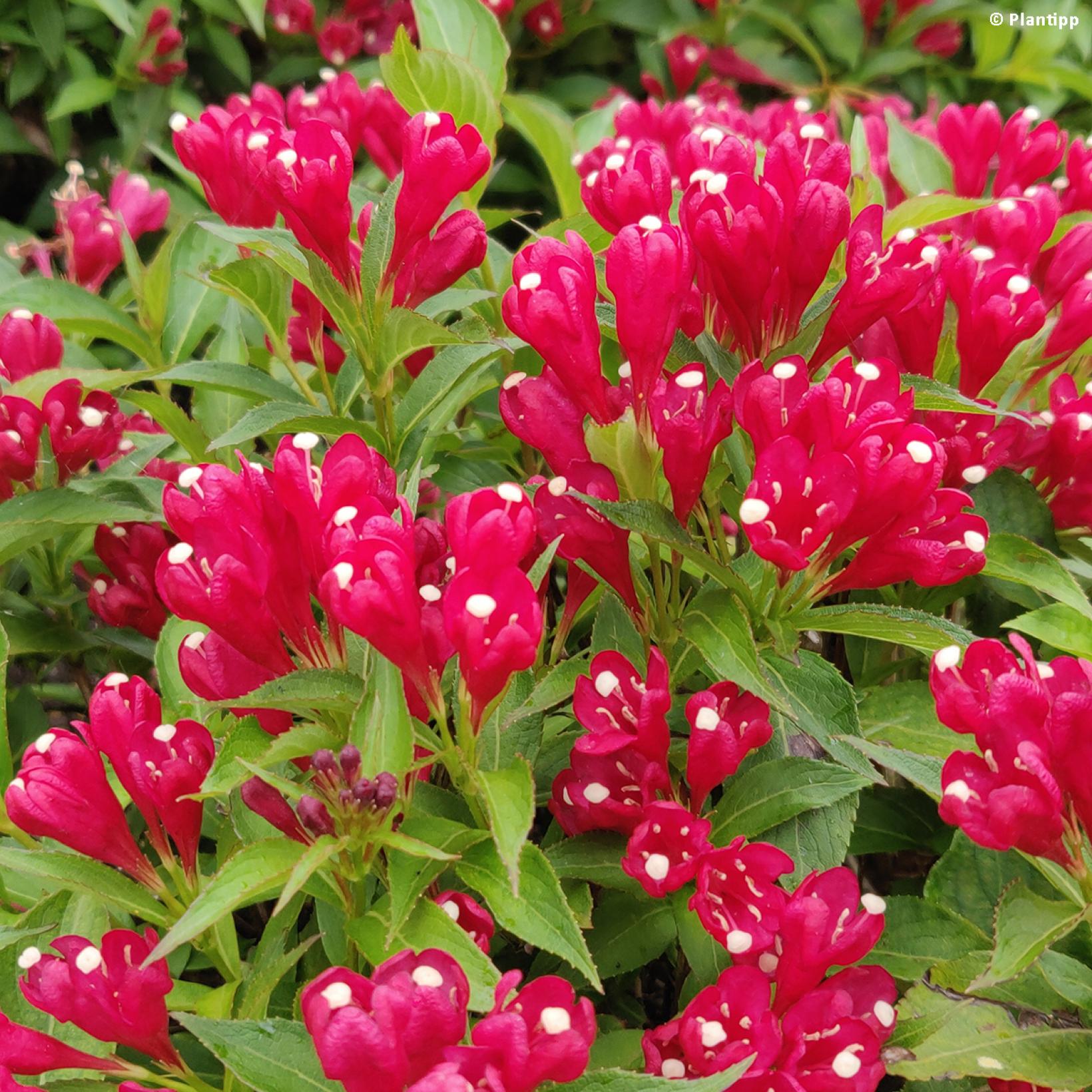 Weigela Picobella Rosso - Weigélia nain à floraison rouge longue et ...