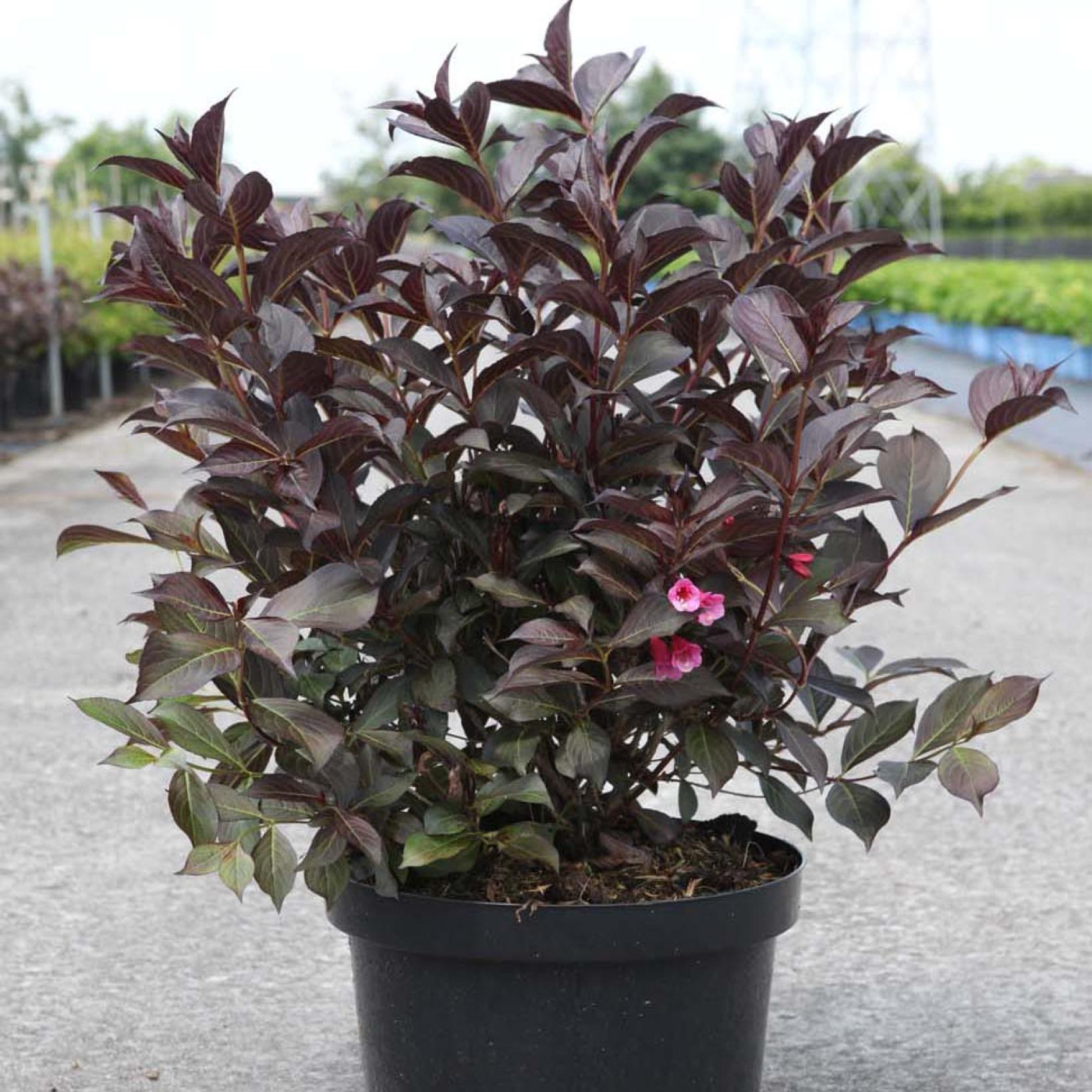 Weigela florida Alexandra - Weigélia pourpre à floraison rose carmin