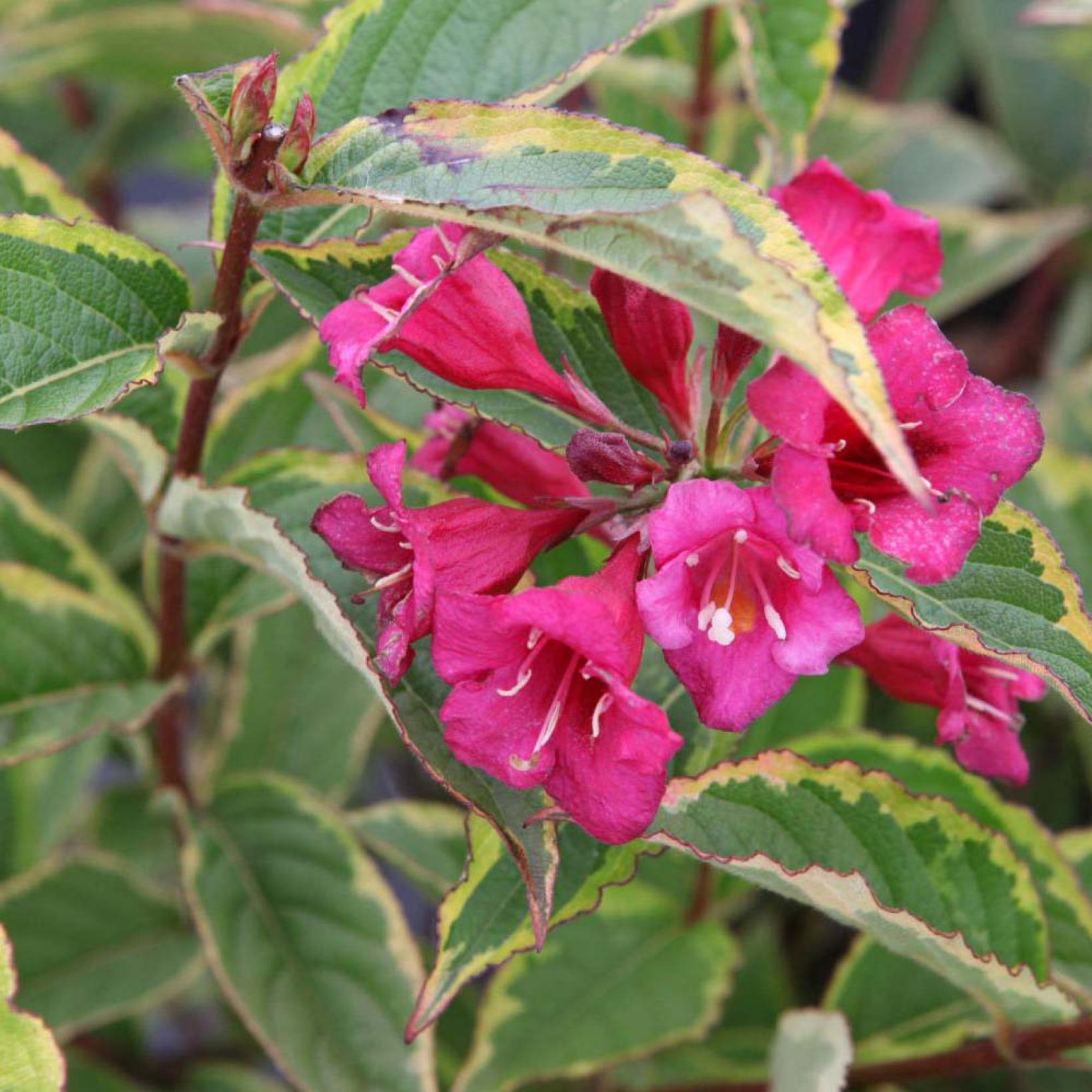 Weigela florida Moulin Rouge Brigela - Weigélia à feuillage panaché