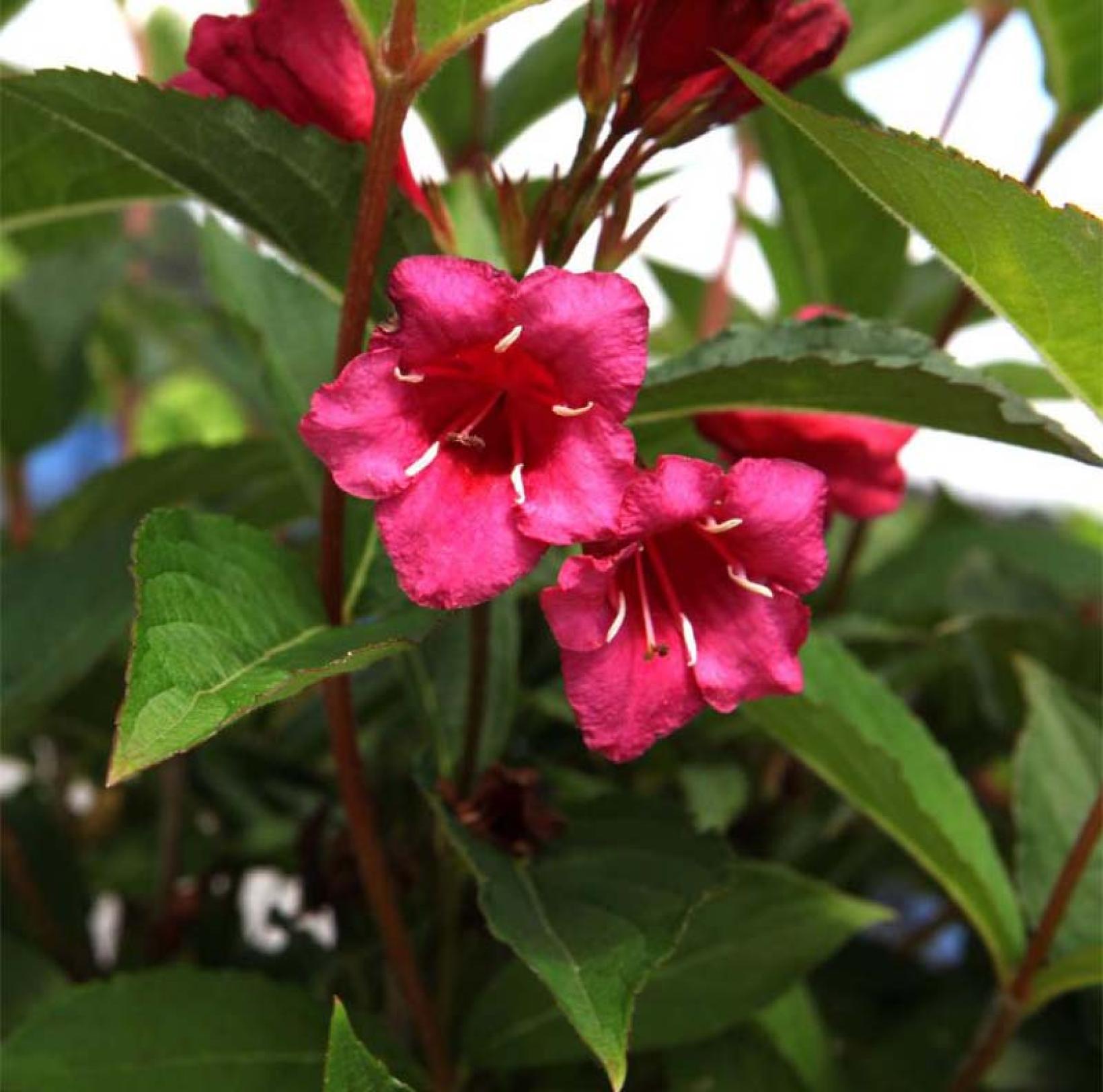 Weigela hybride Red Prince - Arbuste compact et étalé, rouge intense