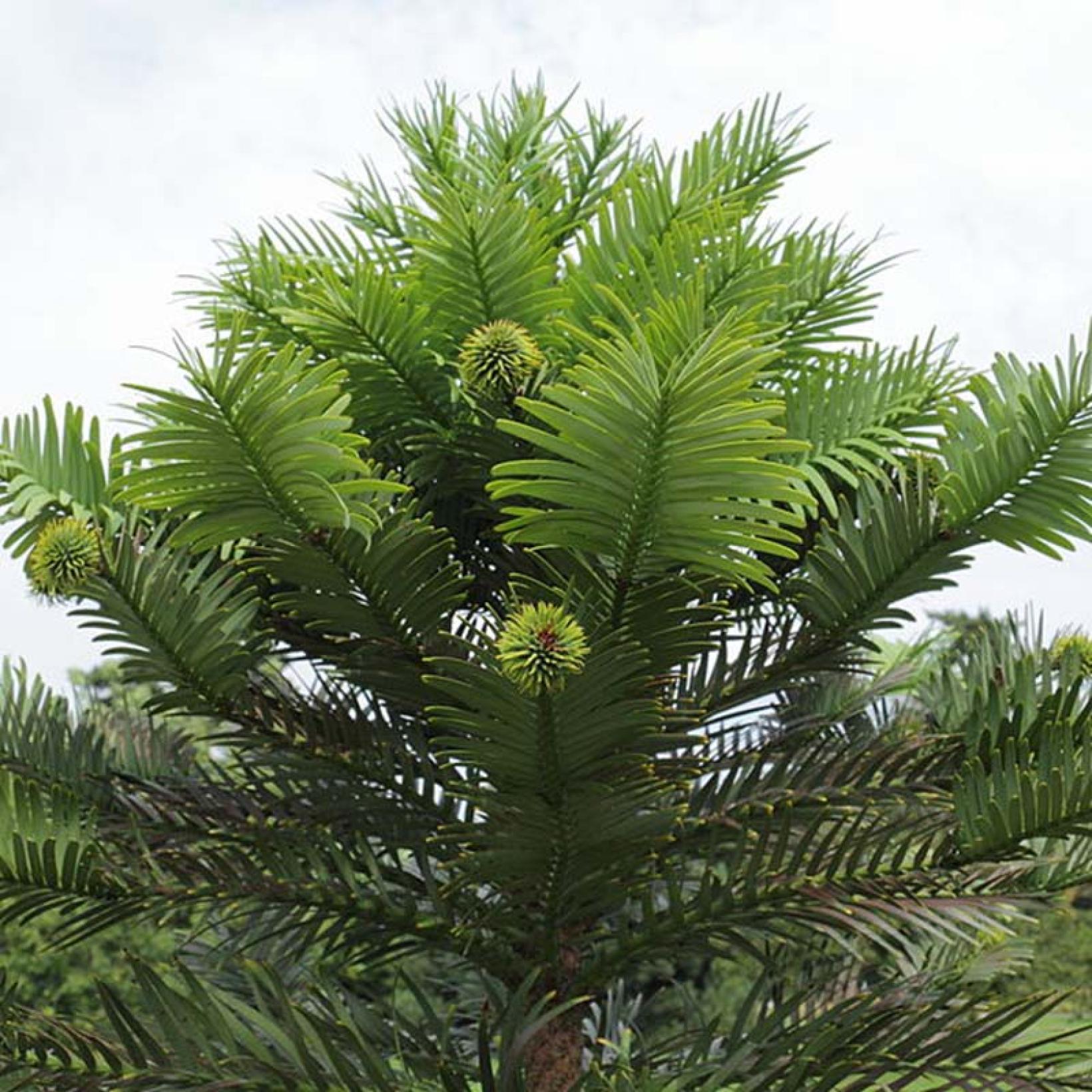 Wollemia nobilis - Pin de Wollemi - Un conifère à feuillage de fougère
