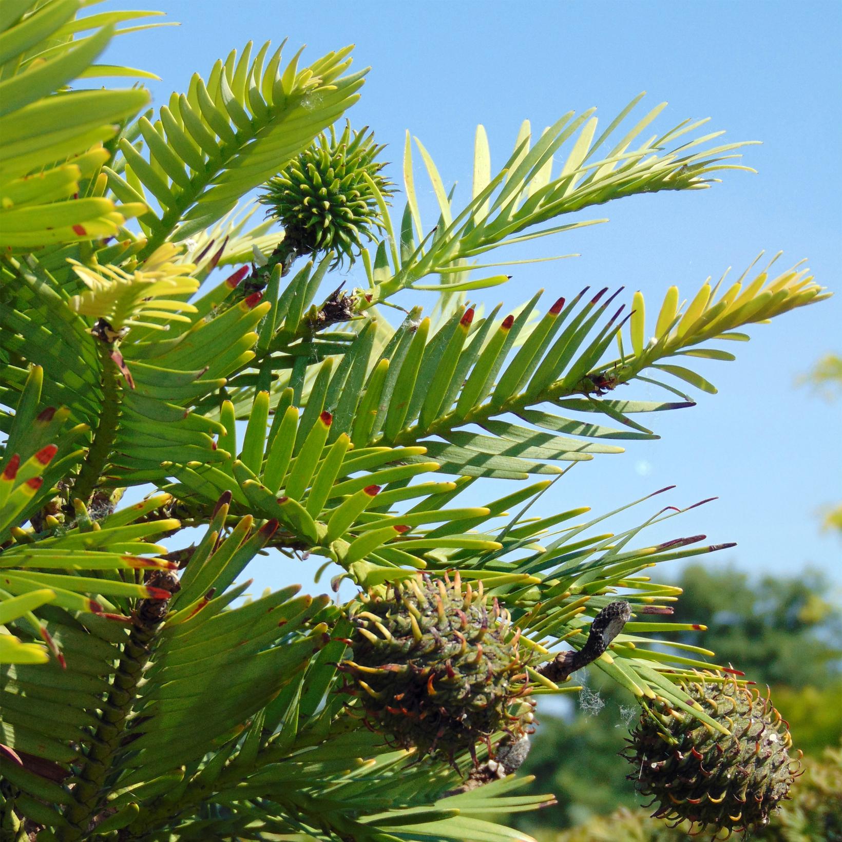 Wollemia nobilis - Pin de Wollemi - Un conifère à feuillage de fougère