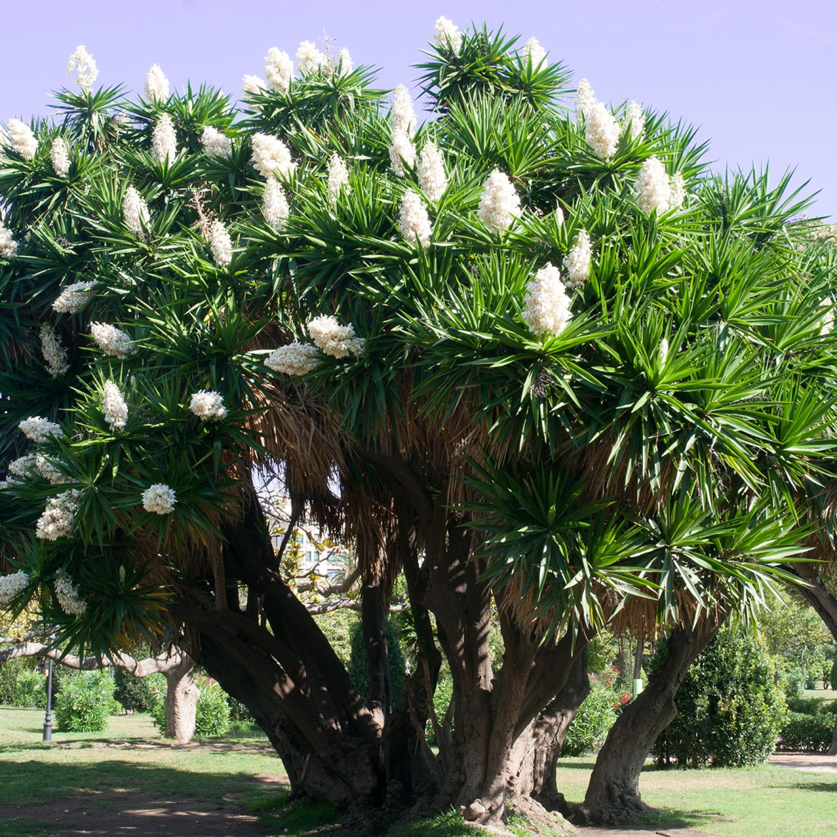 Yucca elephantipes - Yucca pied d'éléphant - Plante exotique de climat ...