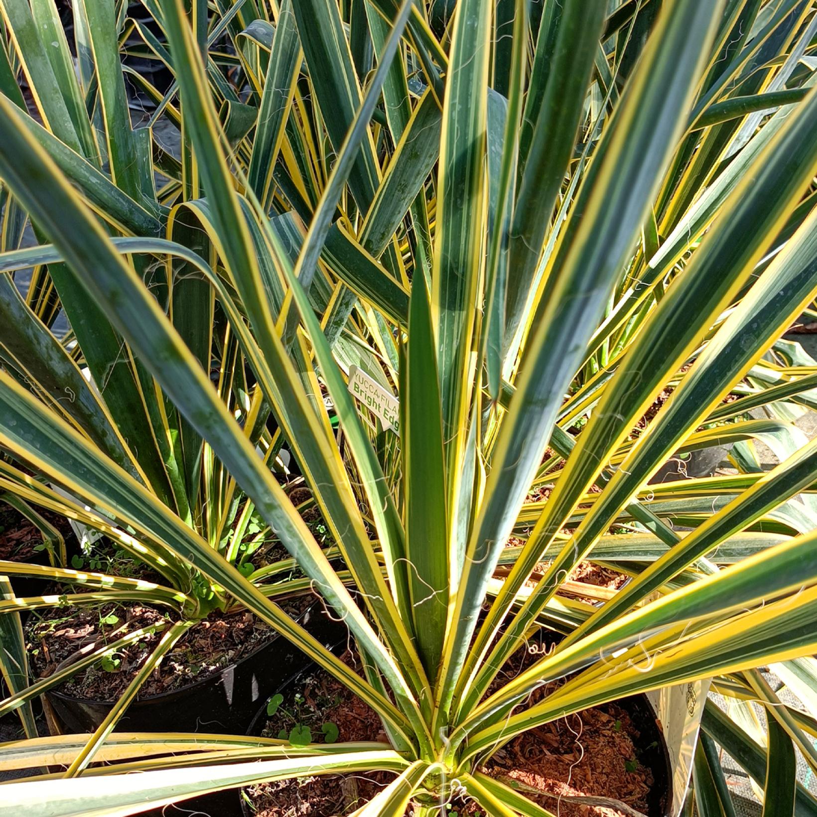 Yucca filamentosa Bright Edge - Yucca à feuilles vertes et jaunes