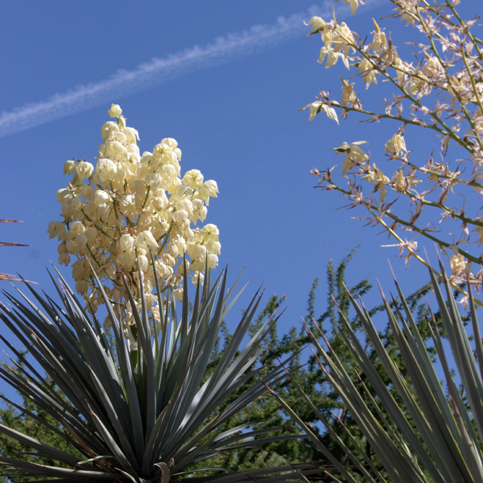 Yucca rigida Blue Sentry - Yucca sentinelle bleue - Variété plus bleue ...