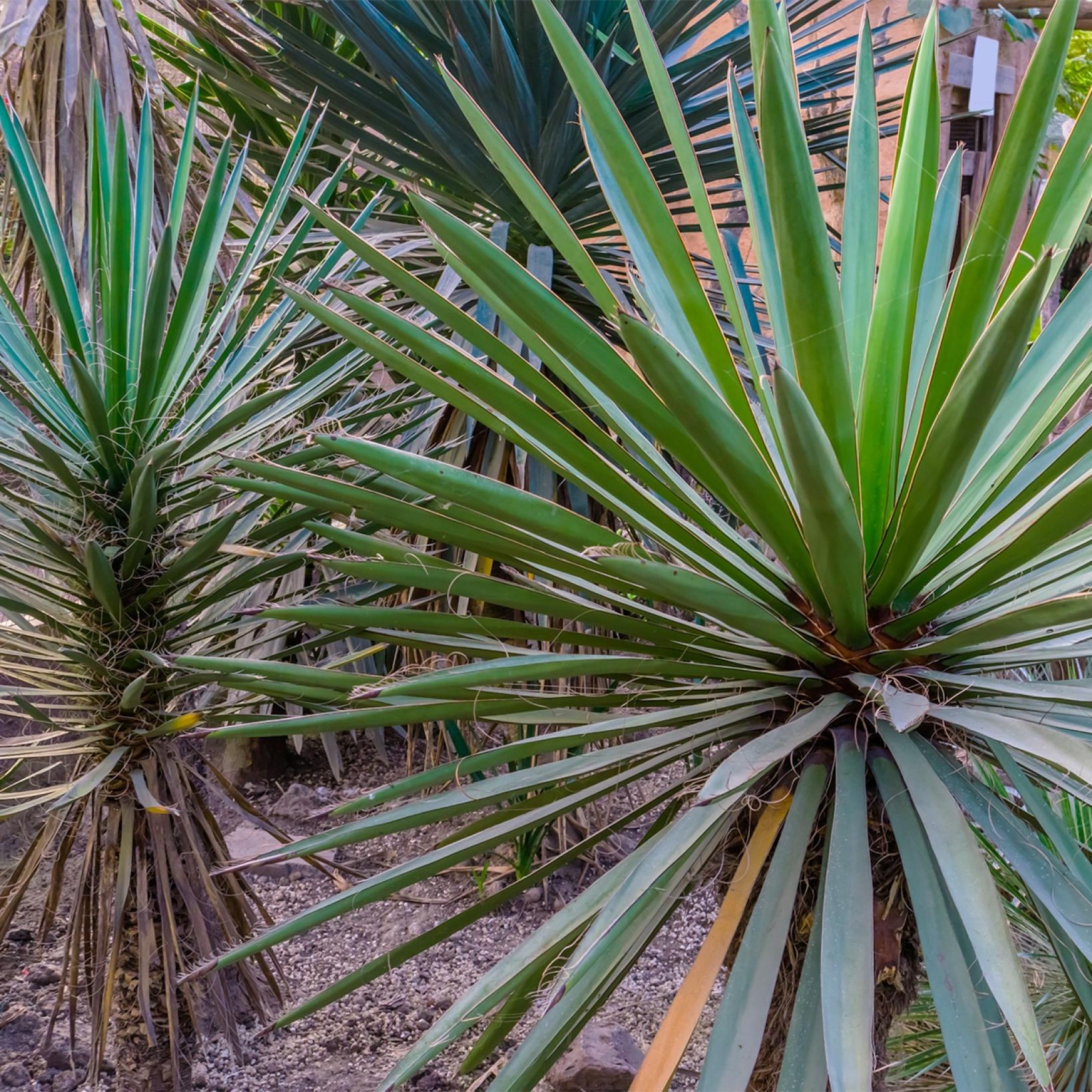 Yucca torreyi ou faxoniana - Yucca arborescent rustique