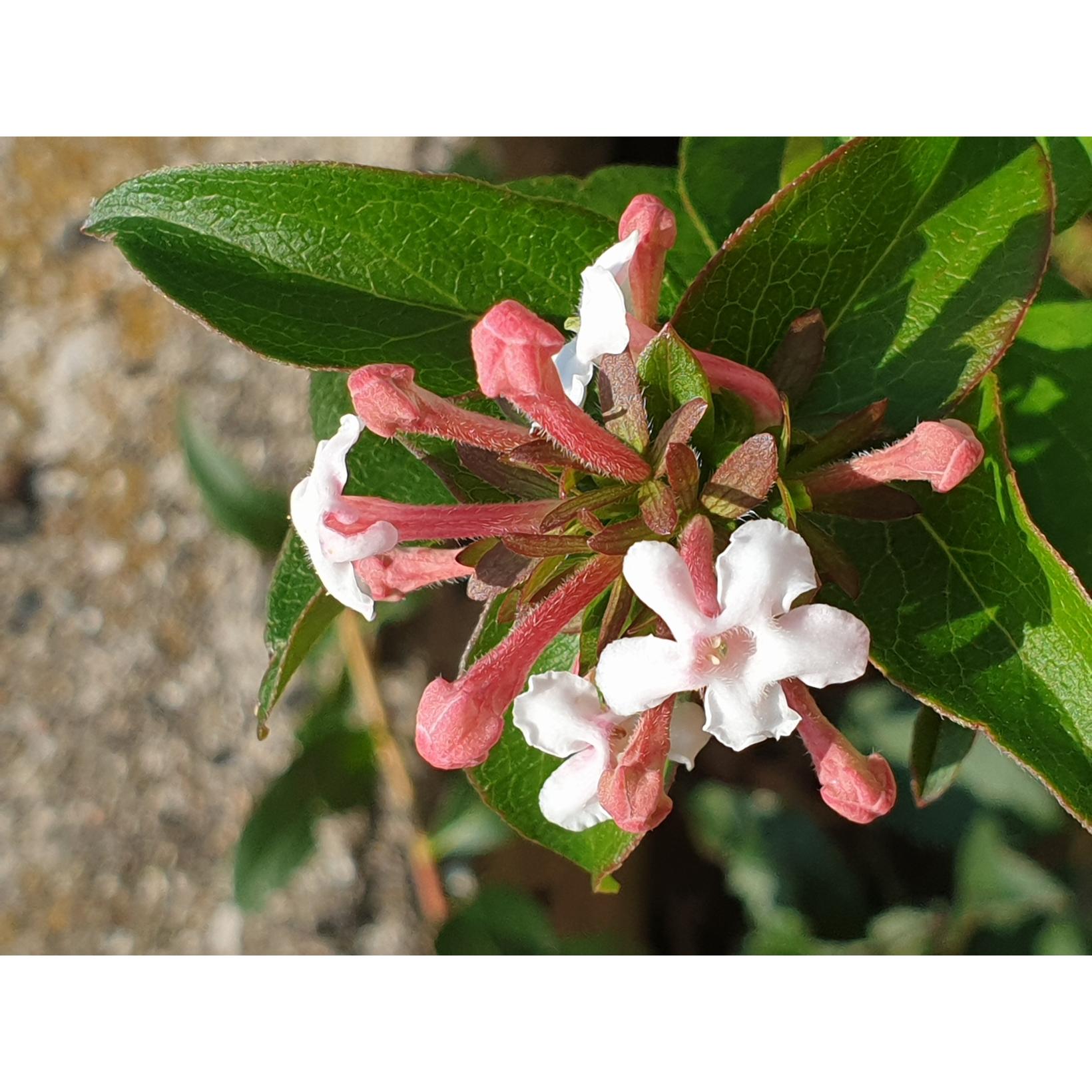 Abelia mosanensis Monia - Abélia parfumé, fleurs blanches très odorantes