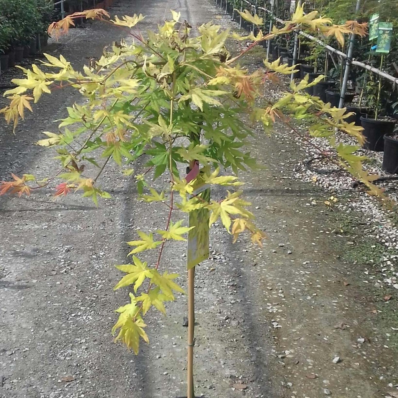 Acer palmatum Cascade Gold - Erable du Japon pleureur au feuillage ...