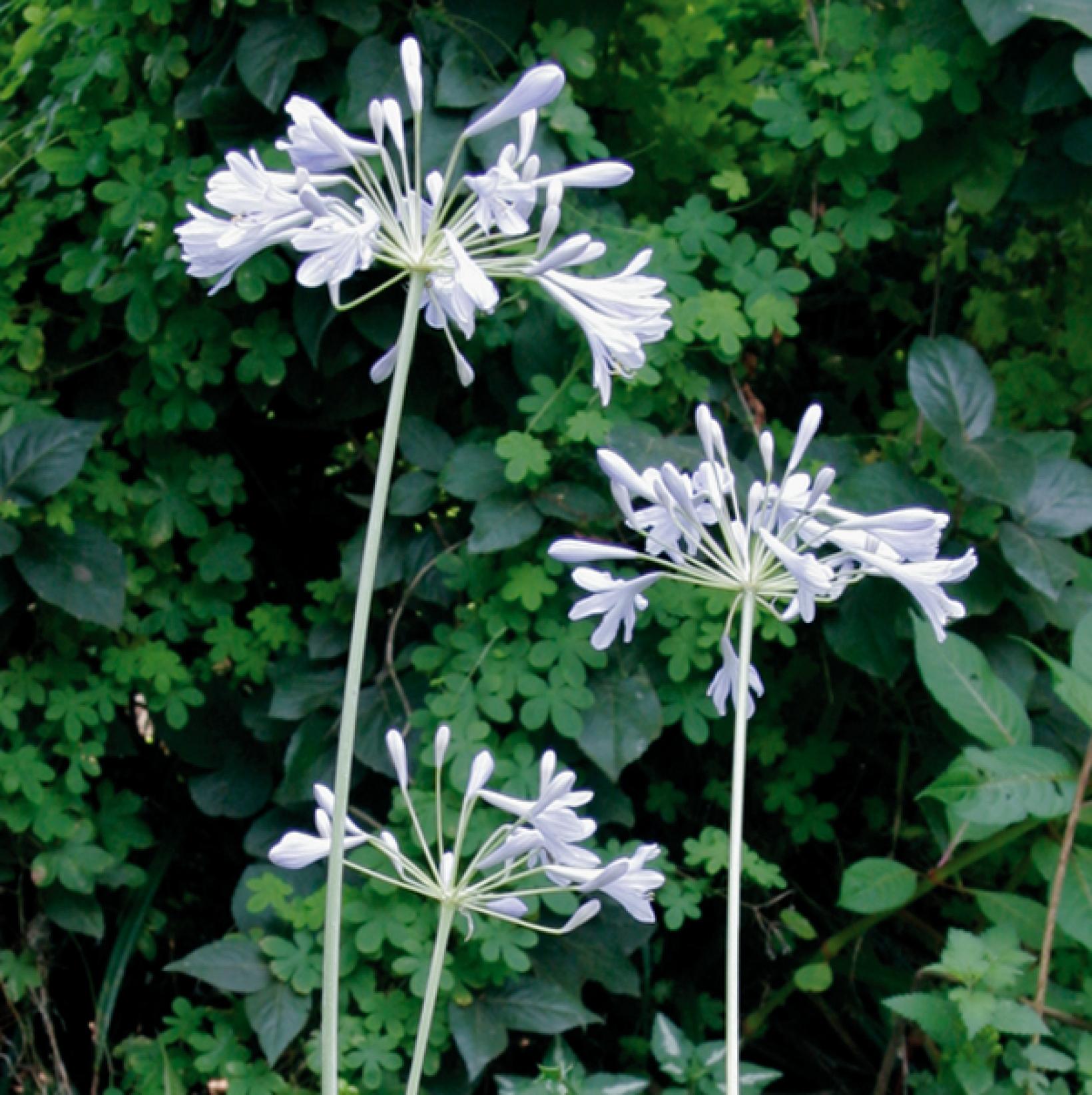 Agapanthe Tinkerbell - Agapanthus hybride - Variété basse à feuillage ...