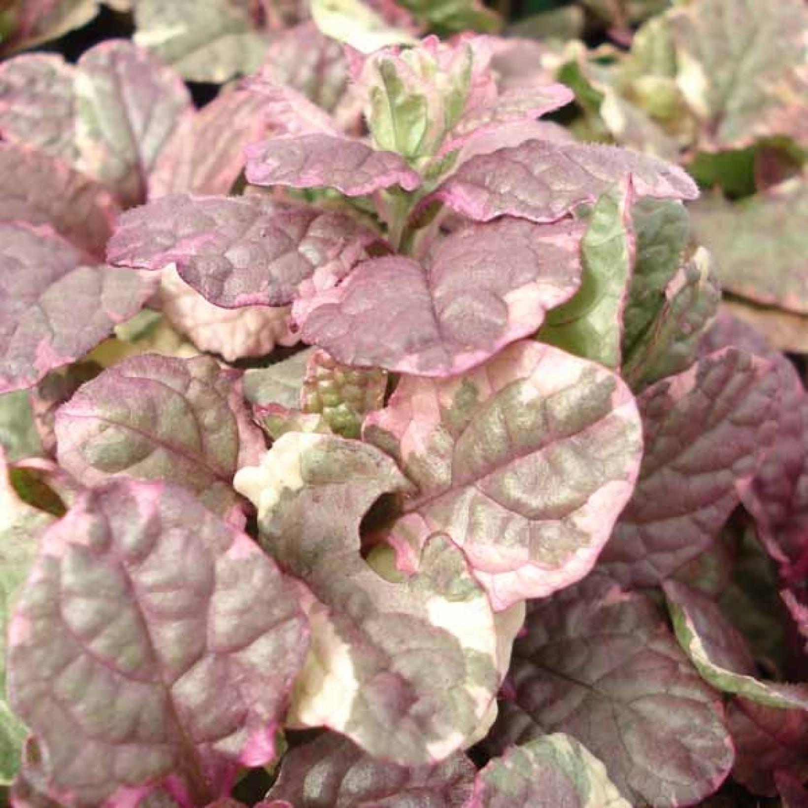 Ajuga reptans Burgundy Glow – Bugle rampante panachée