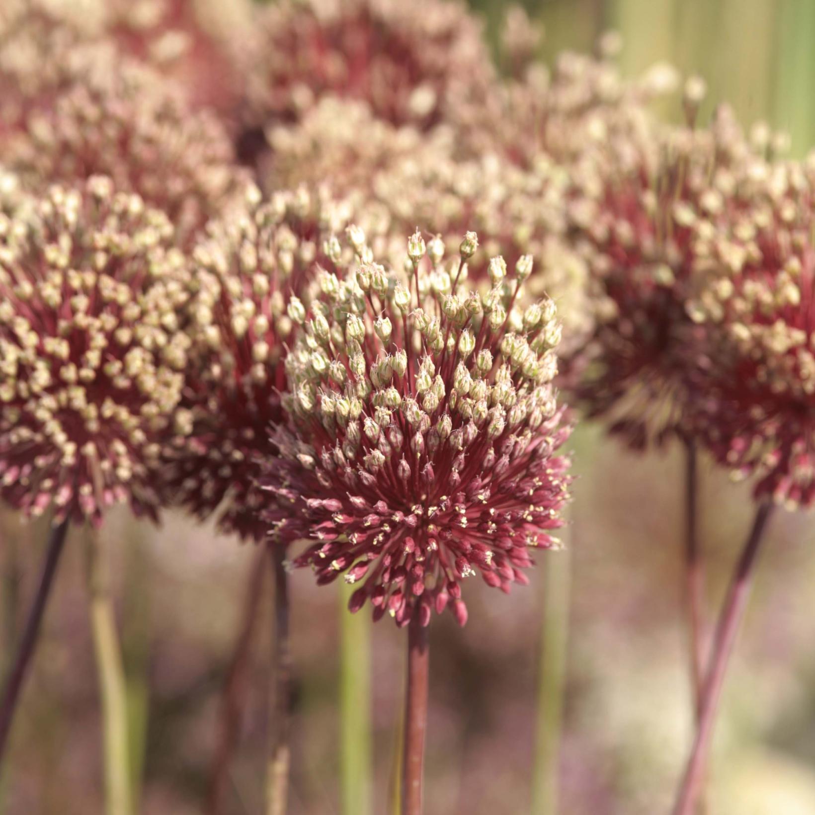 Allium amethystinum Red Mohican - Ail d'ornement à fleurs originales