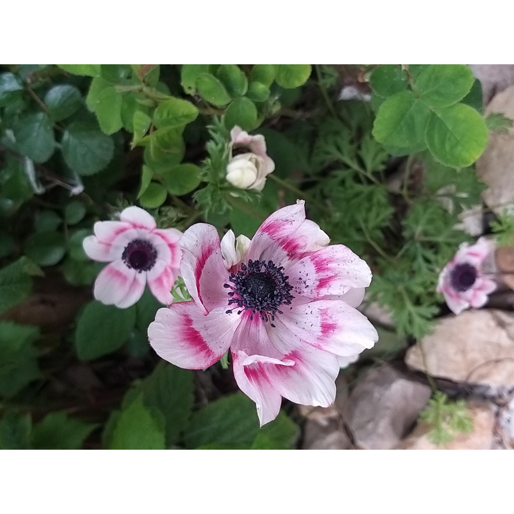 Anémone De Caen Bicolor - Anemone coronaria - Bulbe à fleurs bicolore