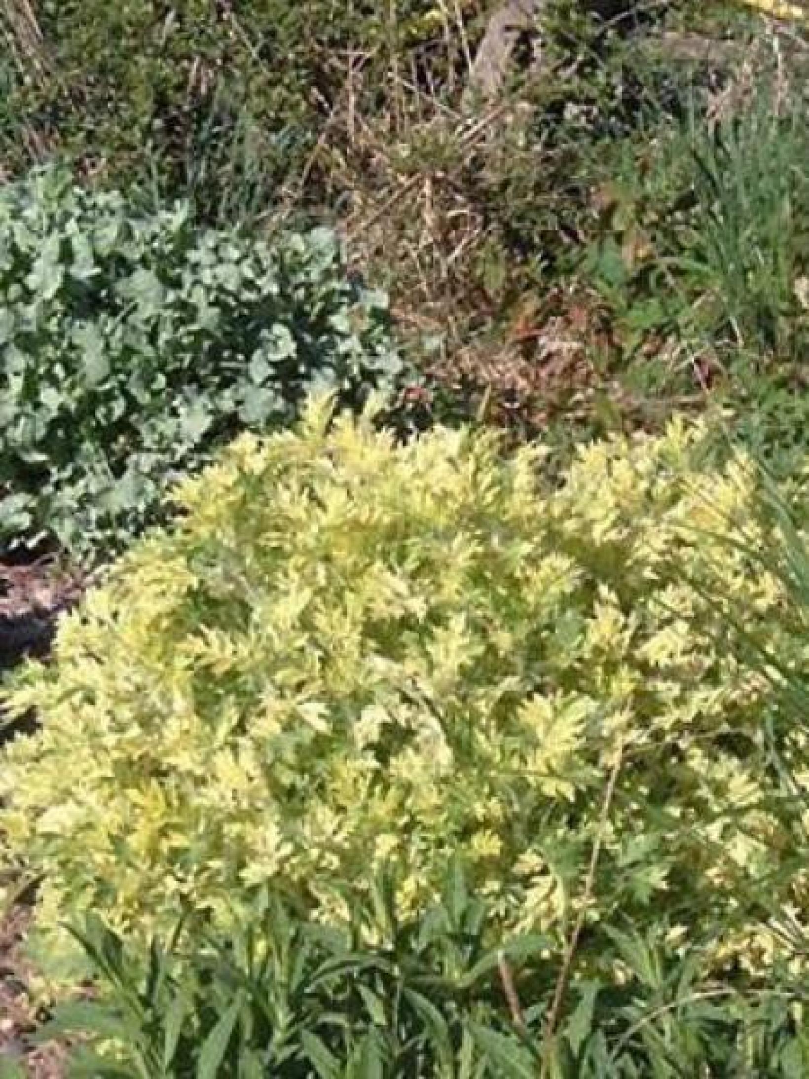 Artemisia vulgaris Oriental Limelight - Armoise panachée vert et doré